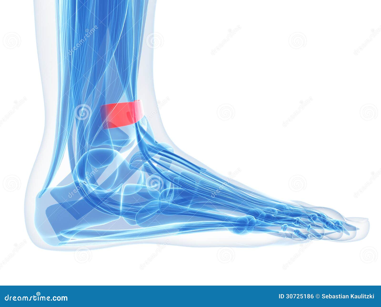 Highlighted Superior Extensor Retinaculum Stock Illustration ...