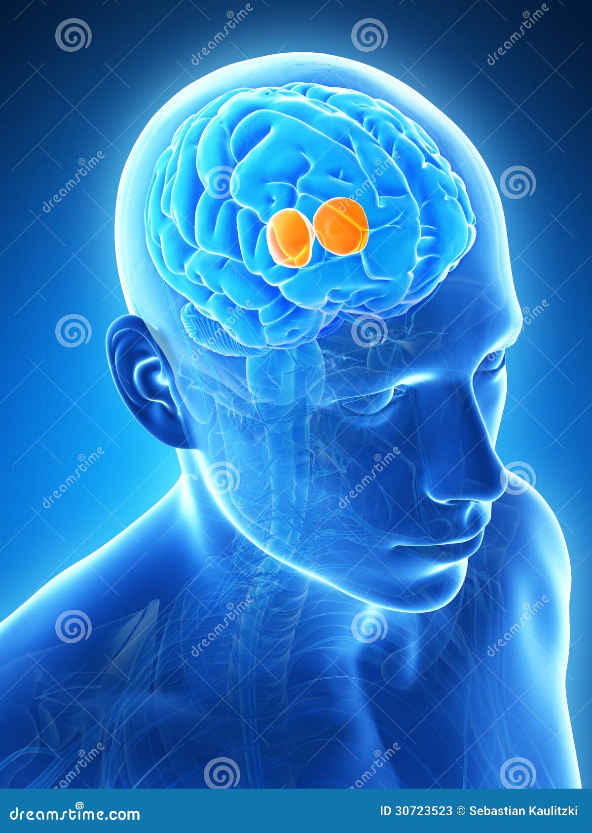 Highlighted thalamus stock illustration. Illustration of chest - 30723523