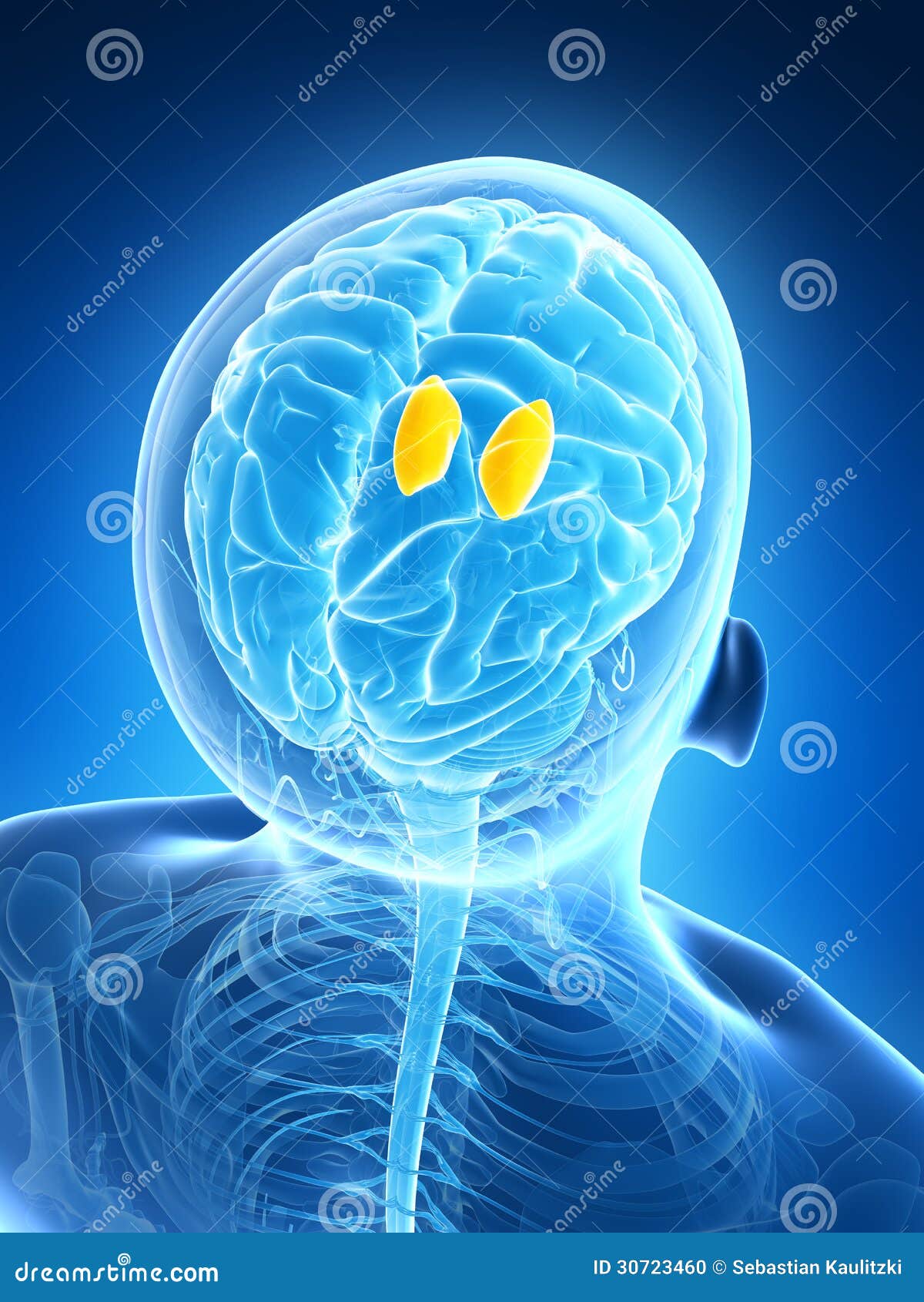 Highlighted thalamus stock illustration. Illustration of muscular ...
