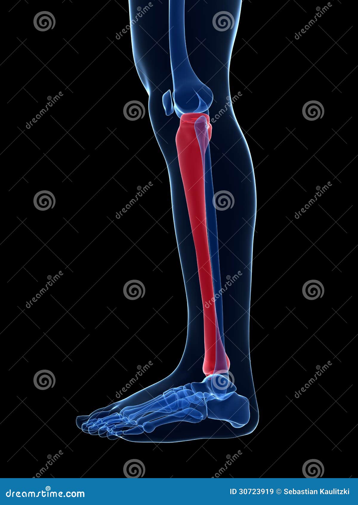 Highlighted tibia stock illustration. Illustration of medical - 30723919