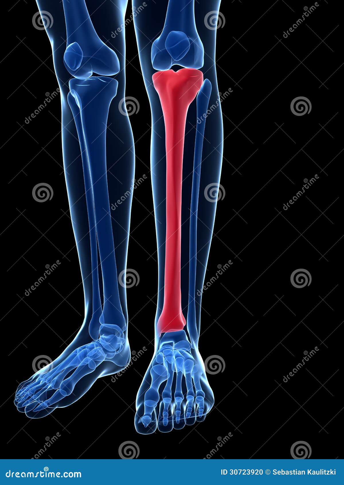 Highlighted tibia stock illustration. Illustration of tibia - 30723920