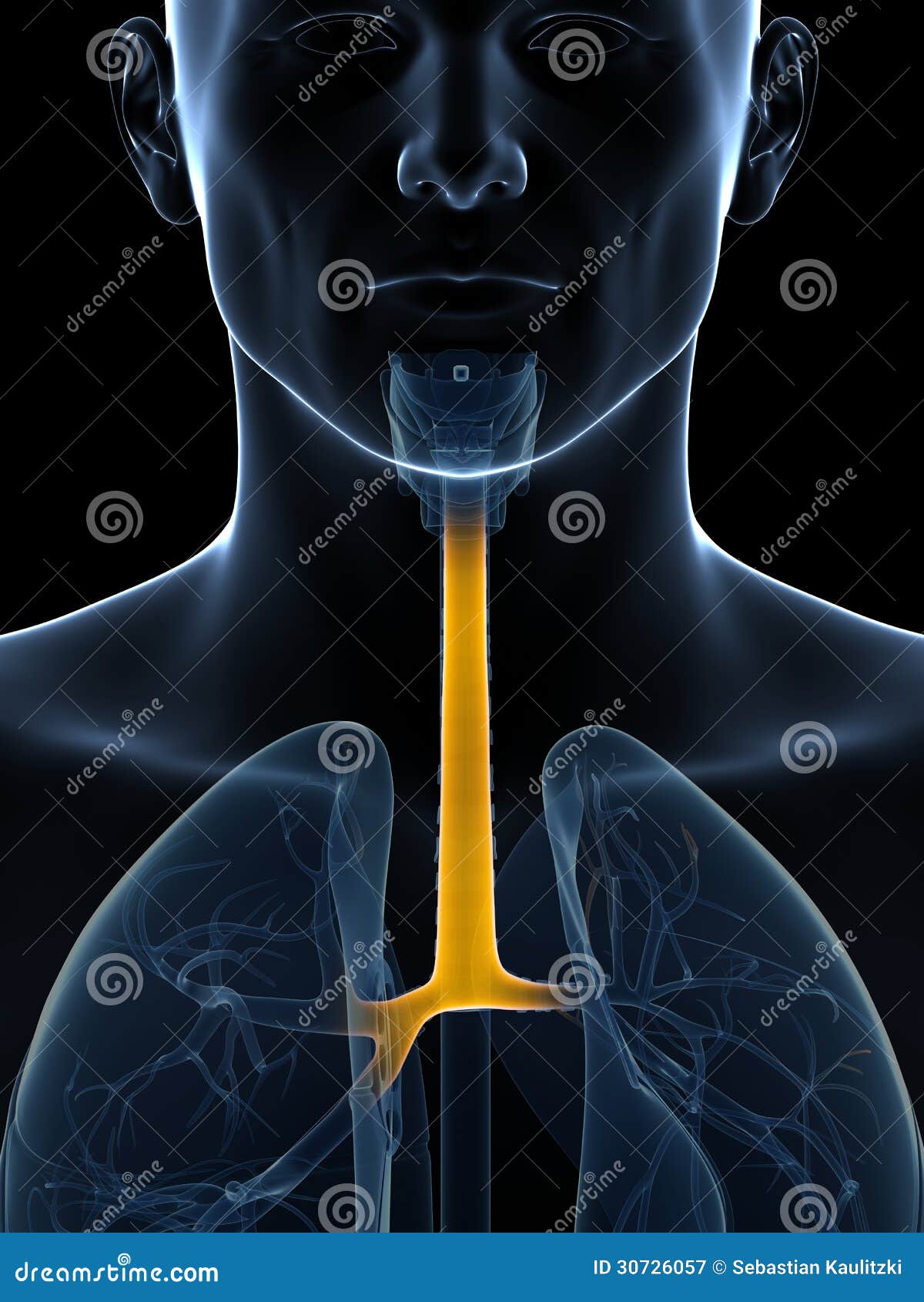 Highlighted trachea stock illustration. Illustration of lung - 30726057