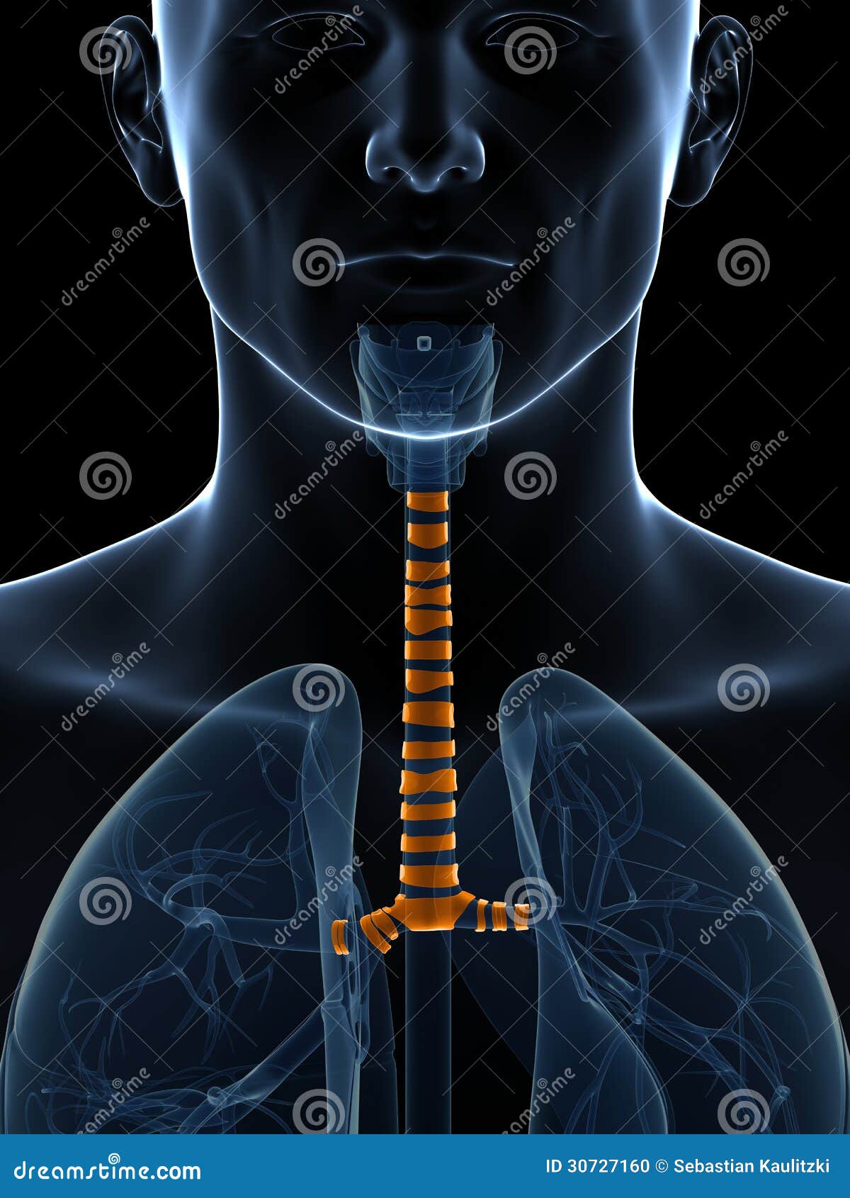 Tracheal Cartoons, Illustrations & Vector Stock Images - 521 Pictures ...