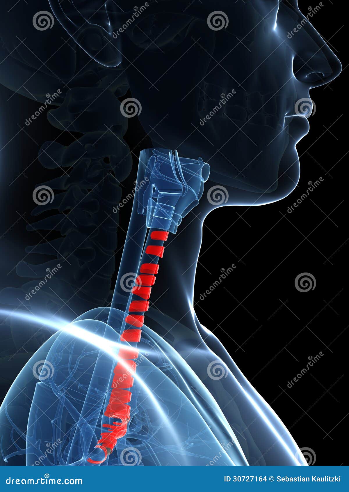 Highlighted tracheal rings stock illustration. Illustration of airways ...