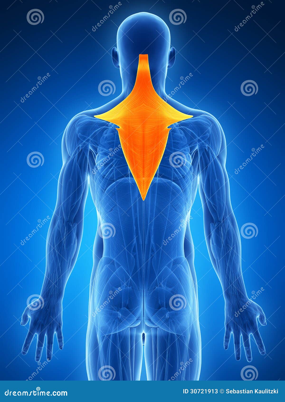 Highlighted Trapezius Muscle Royalty-Free Cartoon | CartoonDealer.com ...