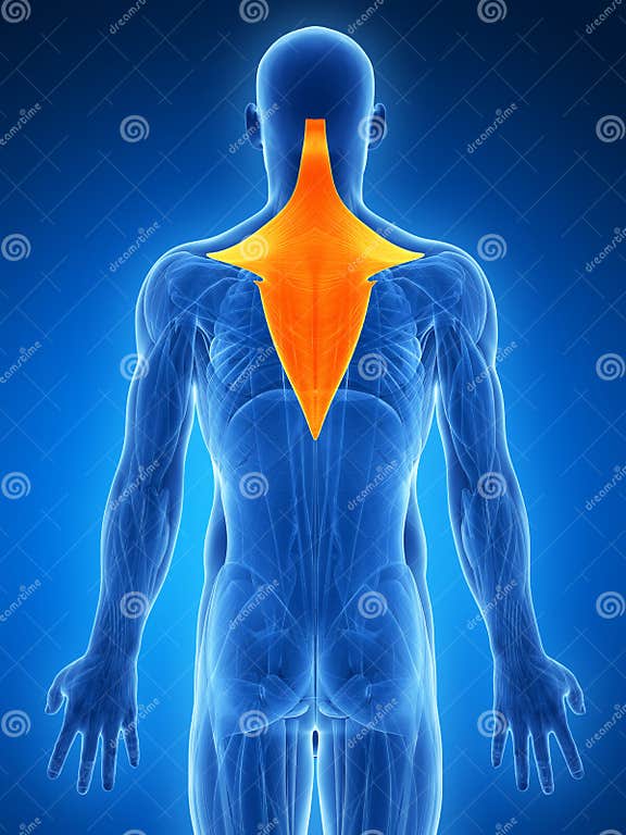 Highlighted trapezius stock illustration. Illustration of trapezius ...
