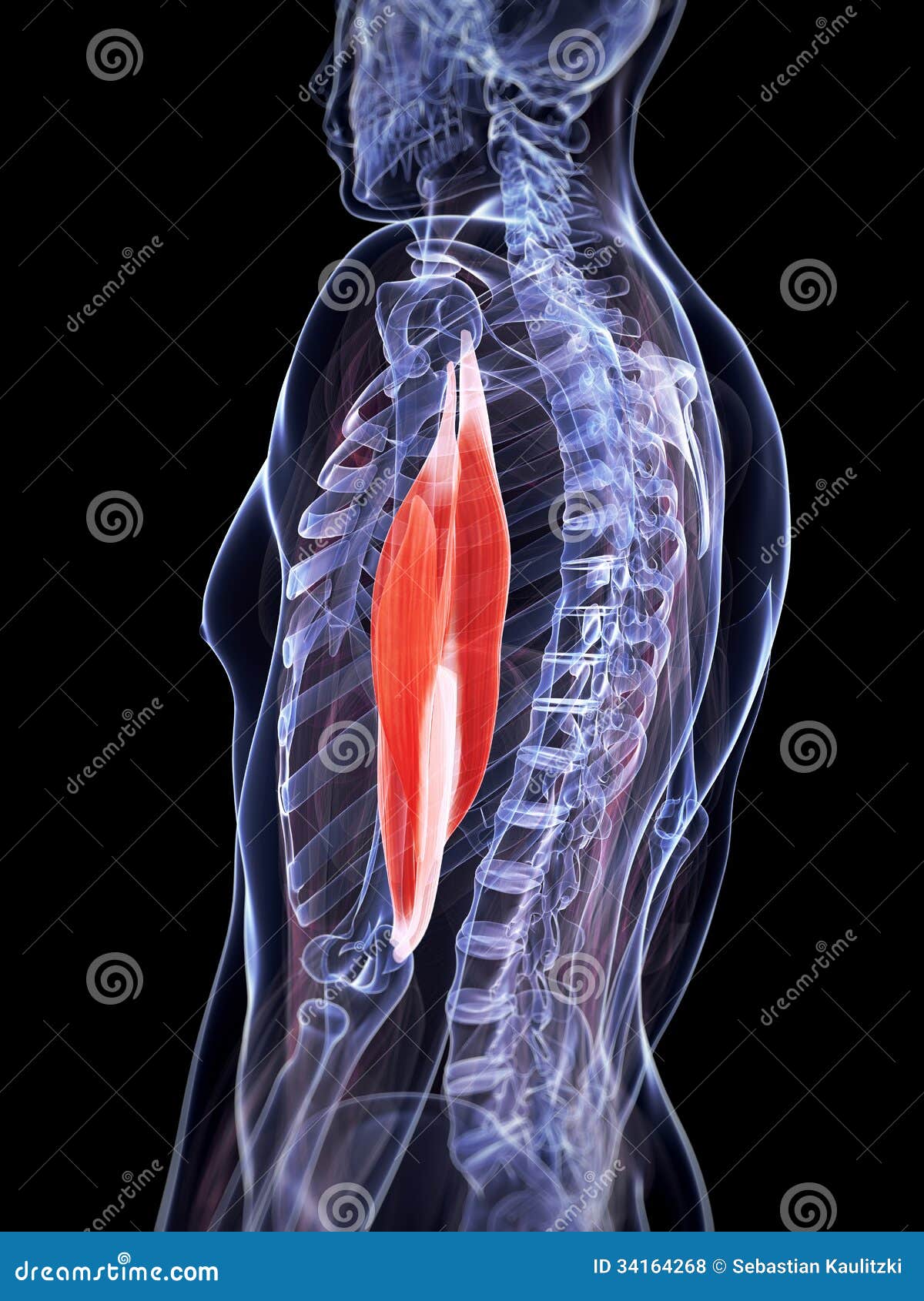 Highlighted Triceps Stock Illustration | CartoonDealer.com #34164268