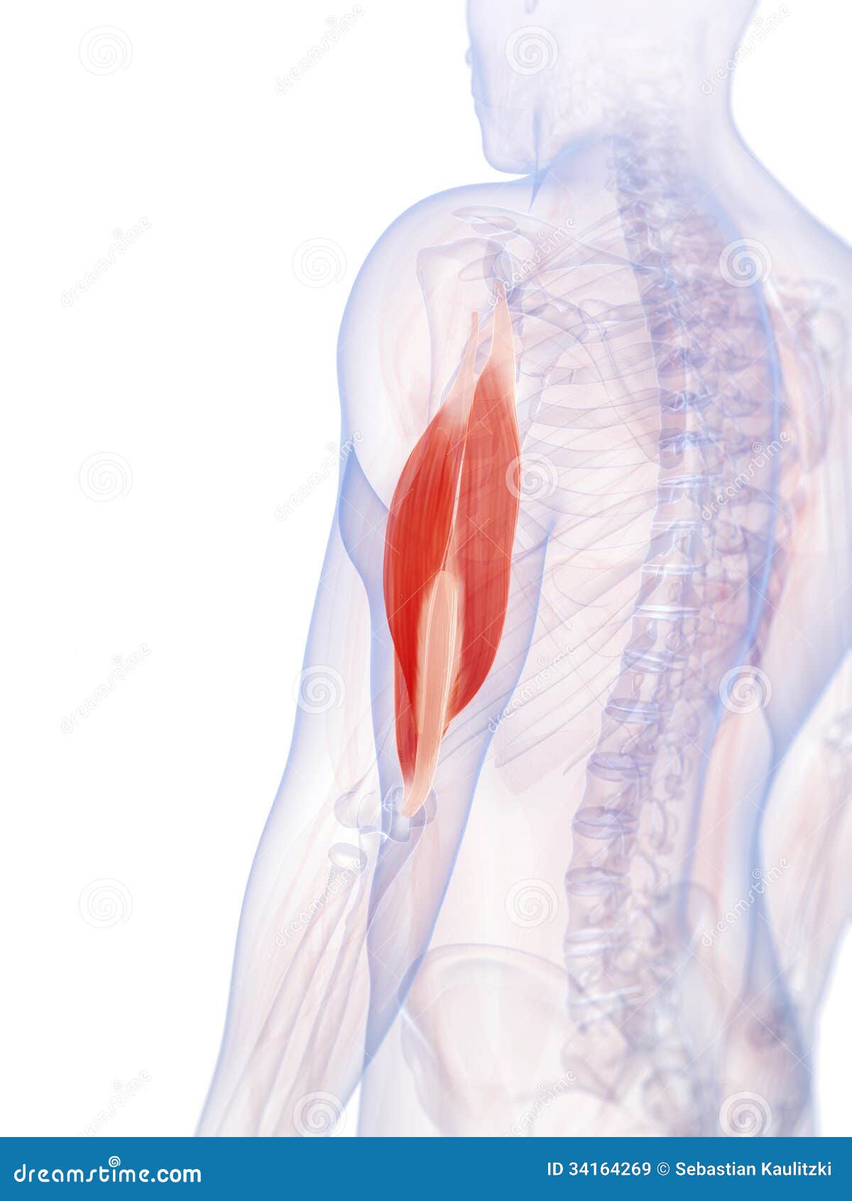 Highlighted Triceps Royalty-Free Cartoon | CartoonDealer.com #30721601