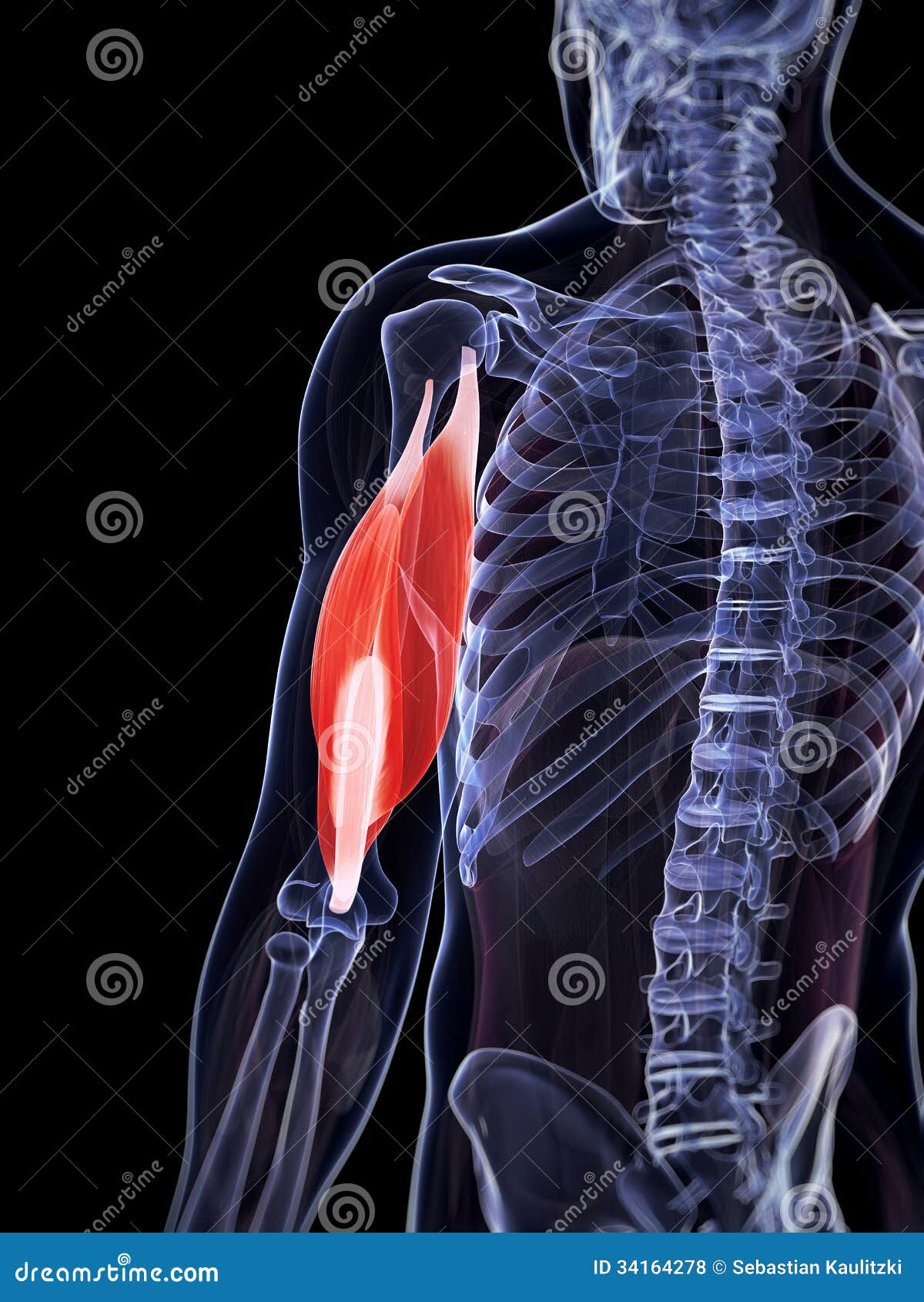 Highlighted Triceps Royalty-Free Cartoon | CartoonDealer.com #34164278