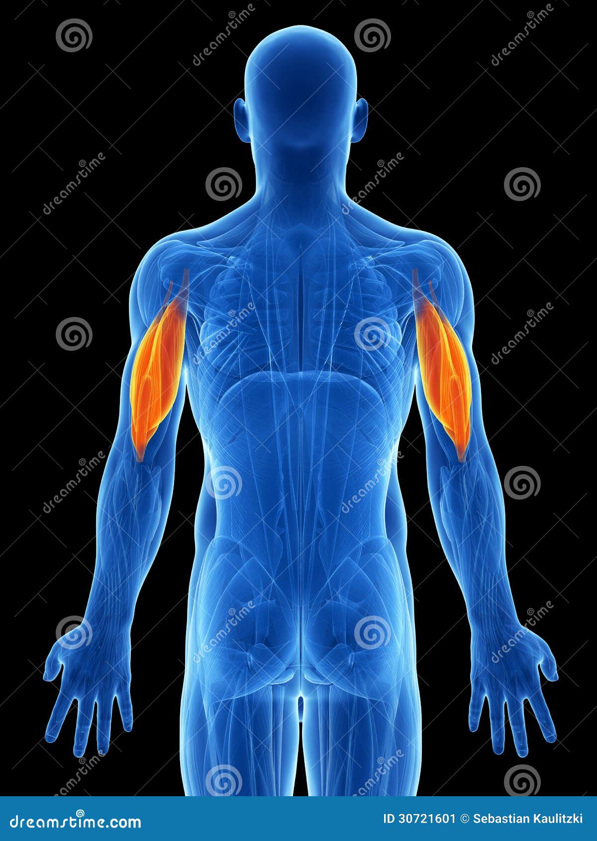 Highlighted triceps stock illustration. Illustration of male - 30721601