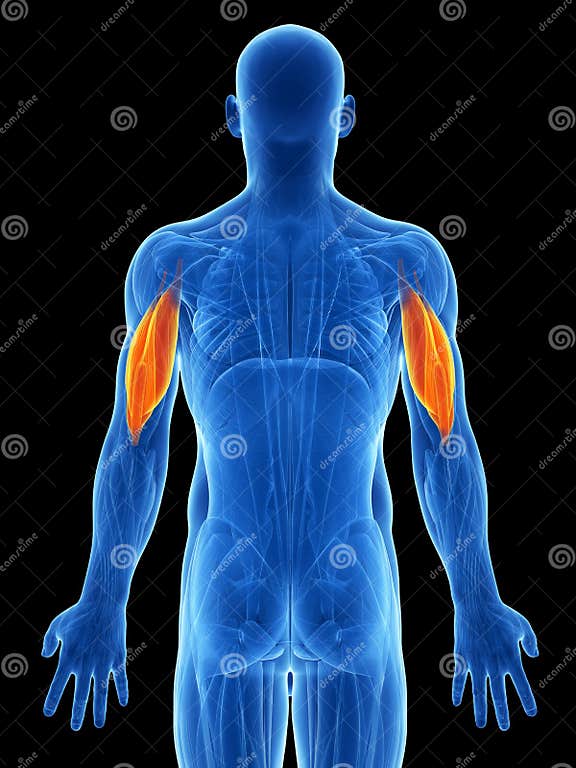 Highlighted triceps stock illustration. Illustration of male - 30721601