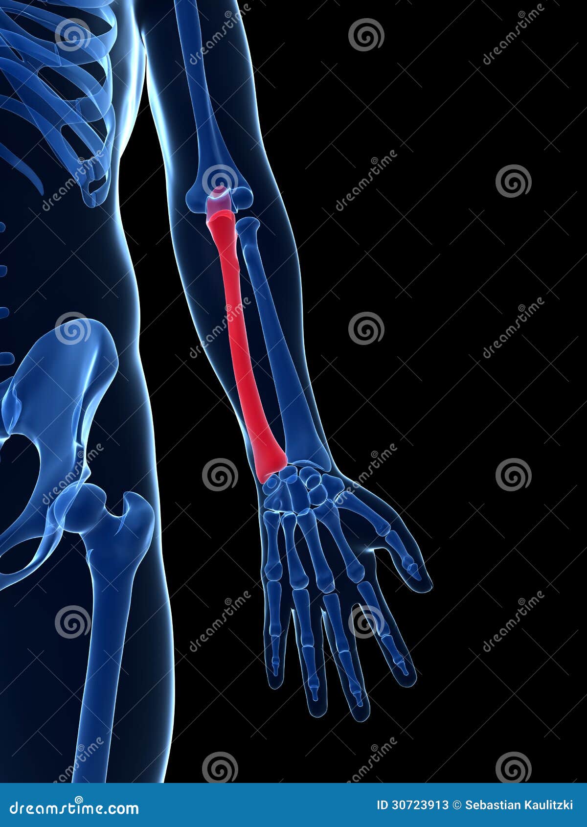 The Ulna Royalty-Free Illustration | CartoonDealer.com #57843705