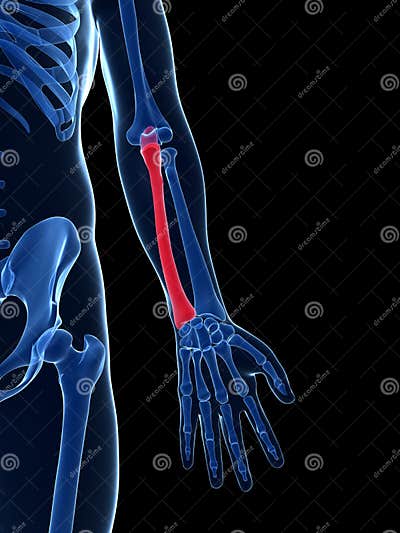 Highlighted ulna stock illustration. Illustration of highlighted - 30723913