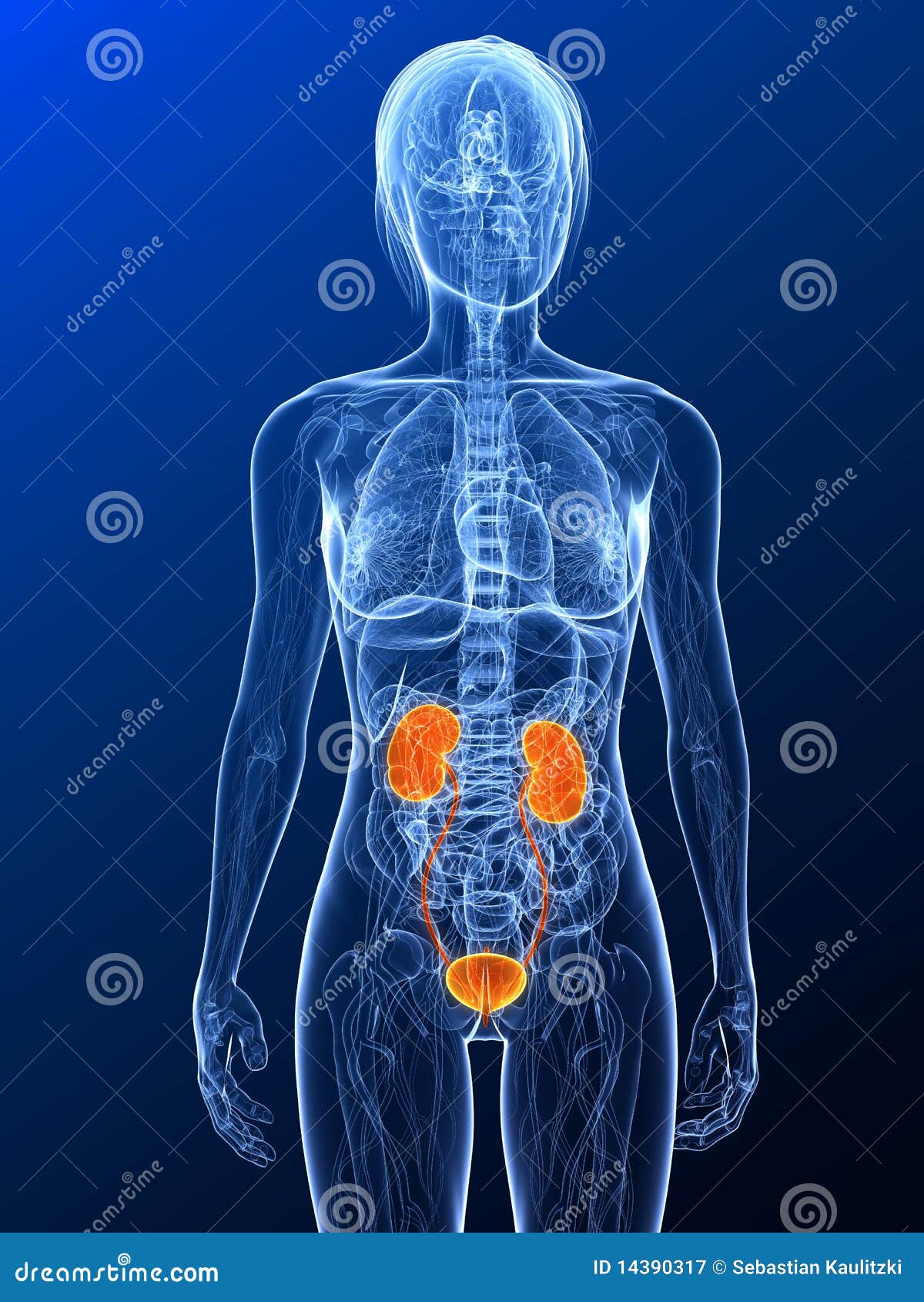 Highlighted urinary system stock illustration. Illustration of stomach ...