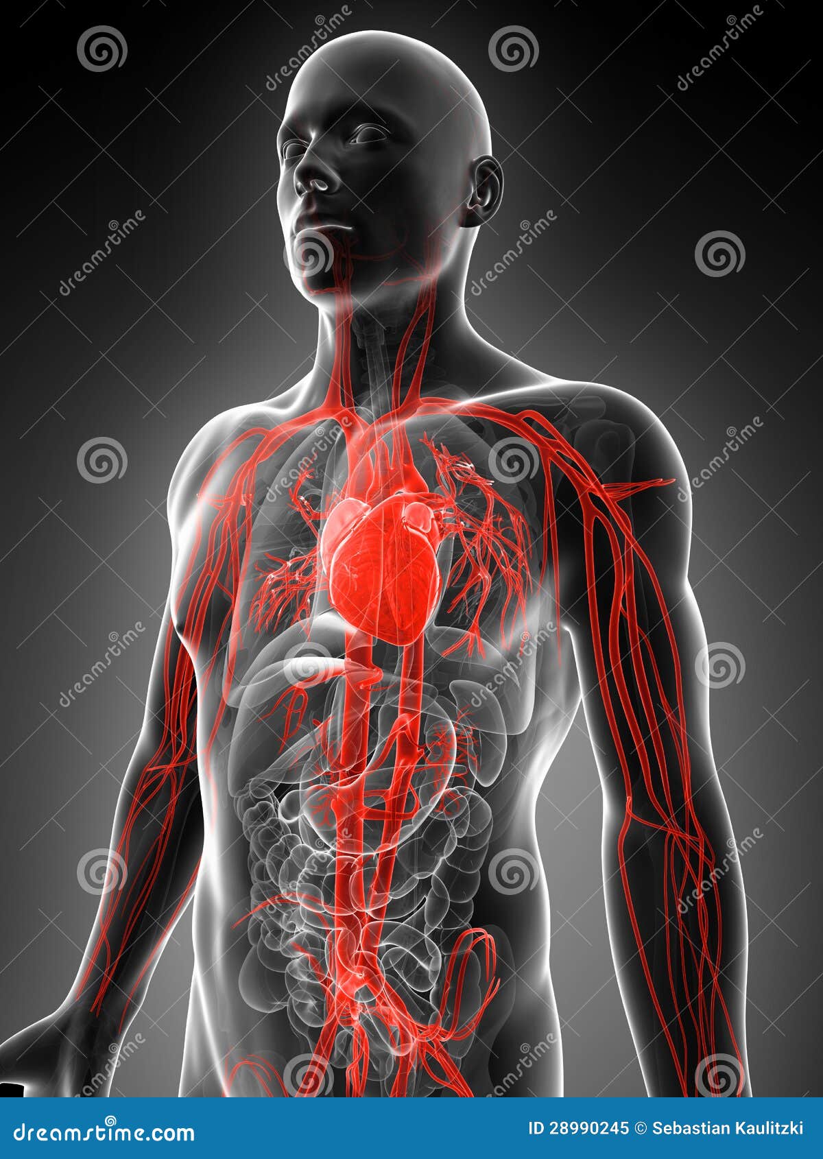 Highlighted Aorta Stock Illustration | CartoonDealer.com #30725899