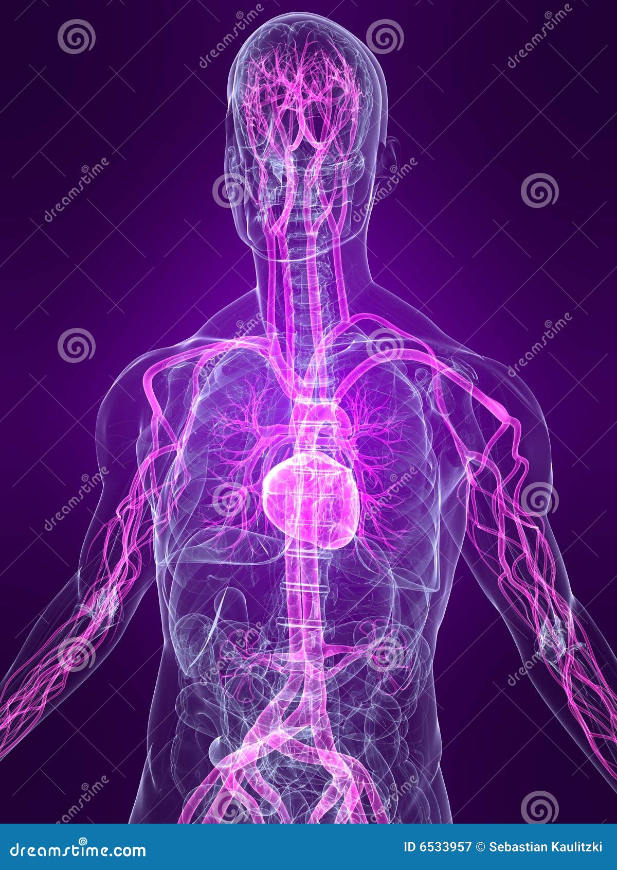 Highlighted Vascular System Stock Illustration - Illustration of ...