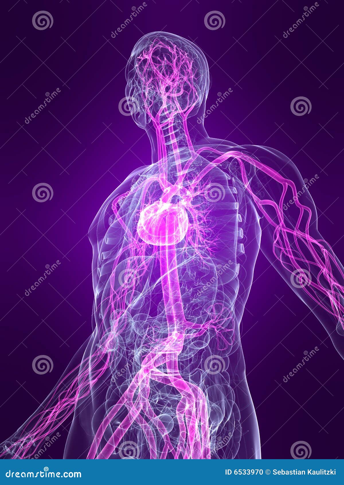 Vascular System Royalty-Free Illustration | CartoonDealer.com #6787083