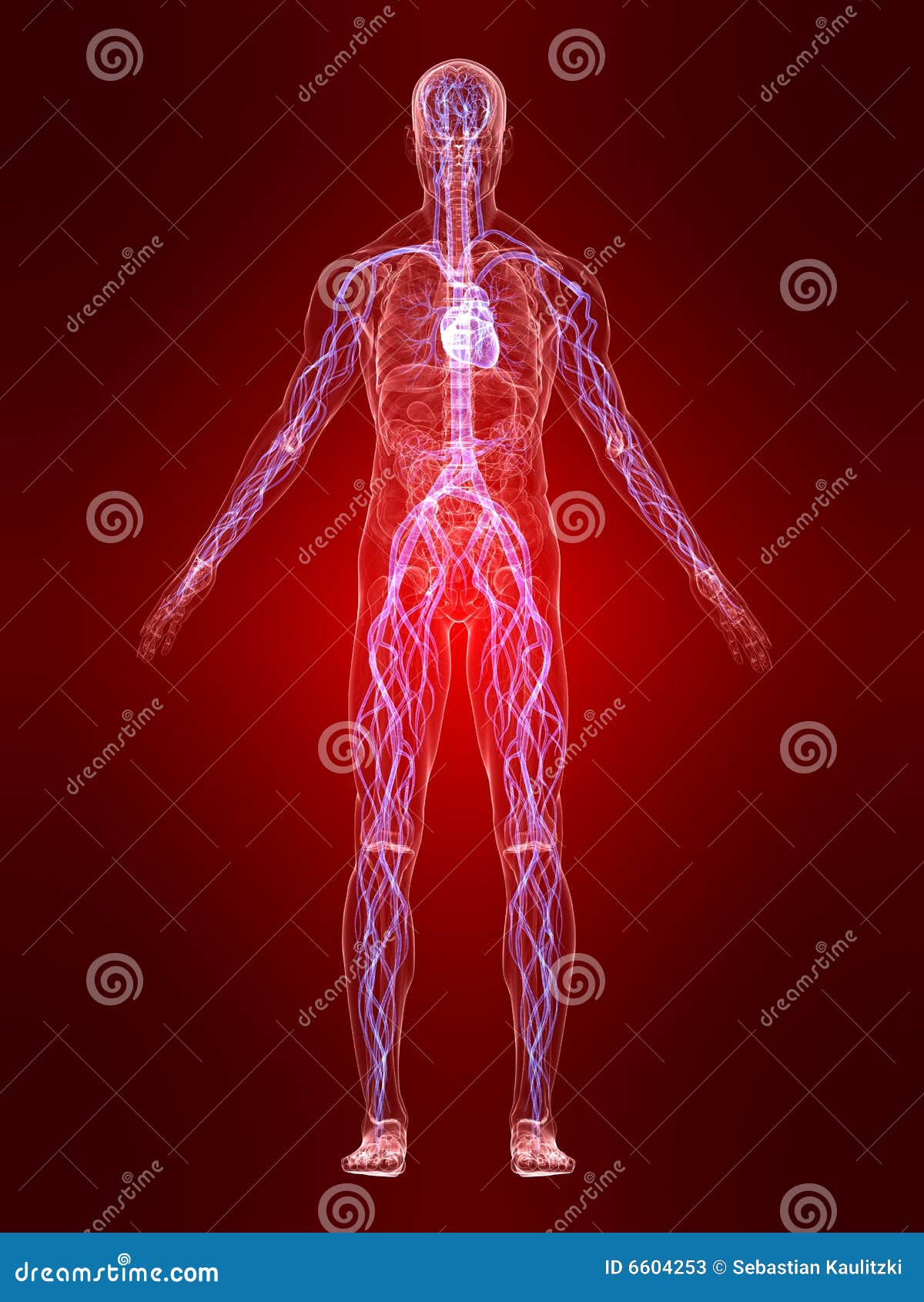 Vascular System Royalty-Free Illustration | CartoonDealer.com #6787083