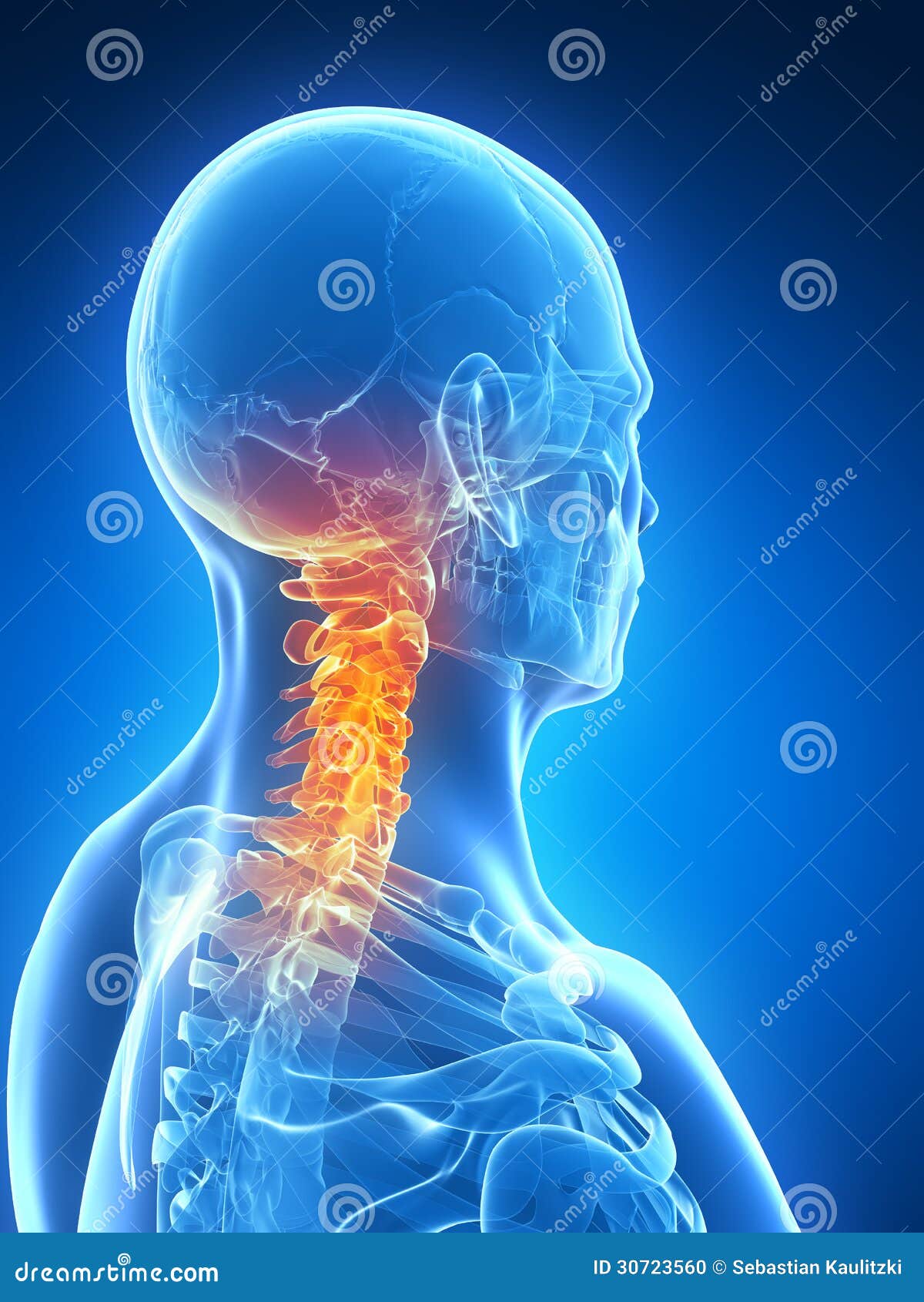 Highlightedskeletal neck stock illustration. Illustration of biology ...