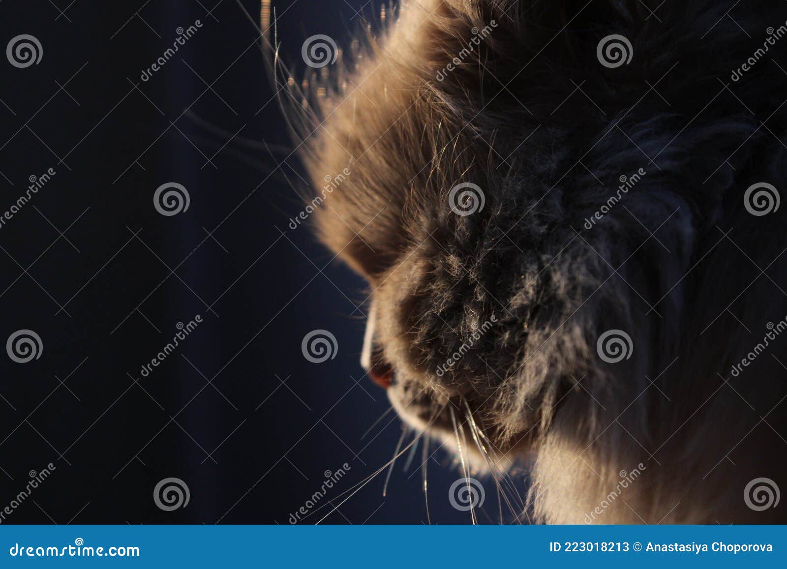Highlights of Cat Hair and Cute Cheeks Stock Image - Image of kitten ...