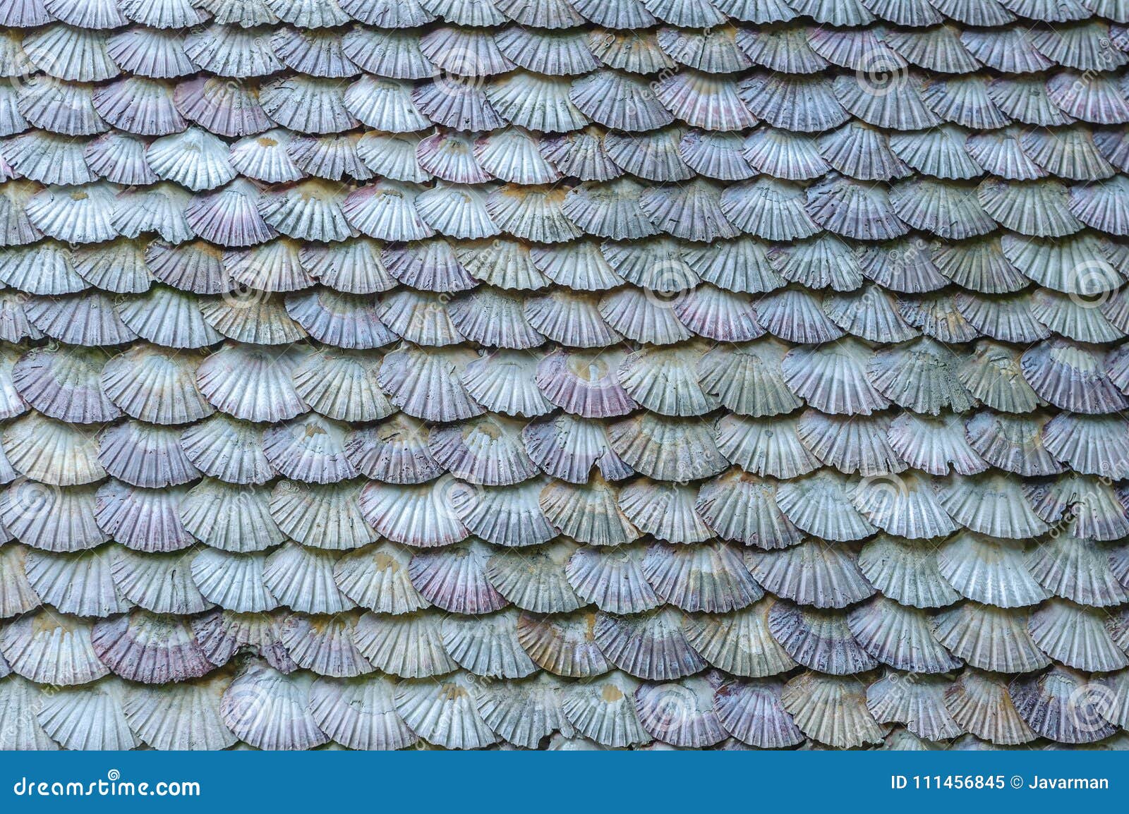 Background of Scallop Shells Stock Image - Image of color, shells ...