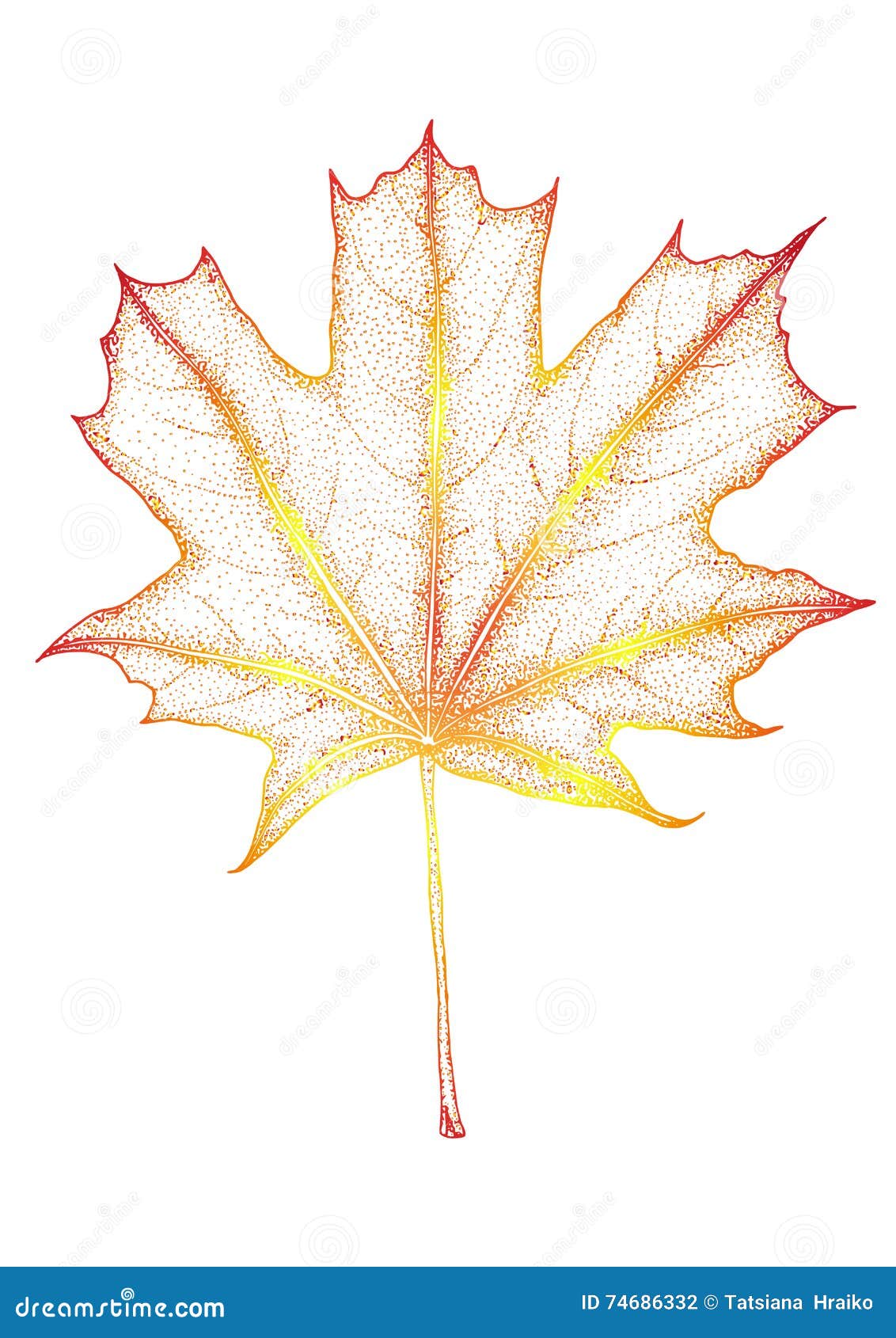 Highly Detailed Hand Drawn Maple Leaf Stock Vector - Illustration of ...