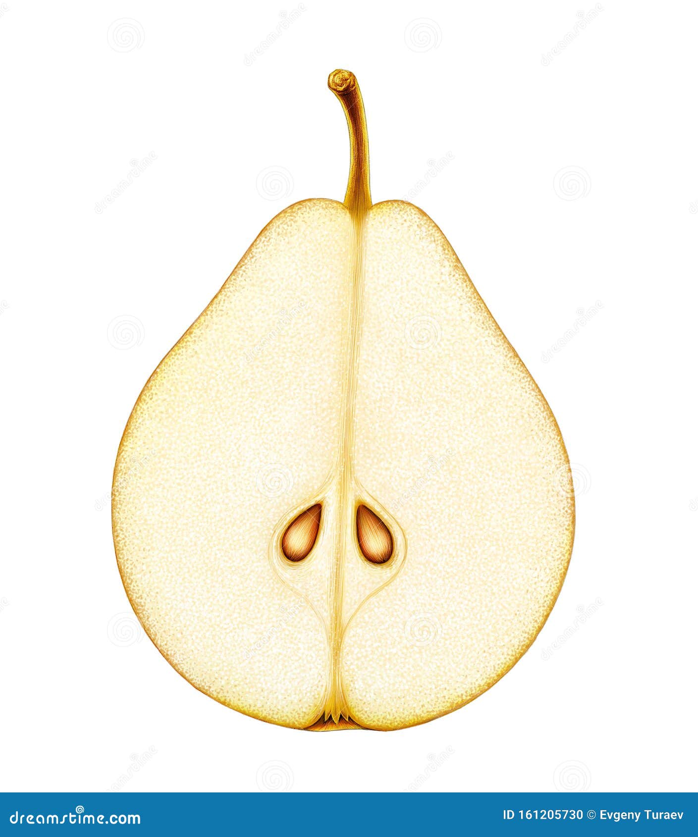 Highly Detailed High Quality Realistic Pear Illustration Stock ...