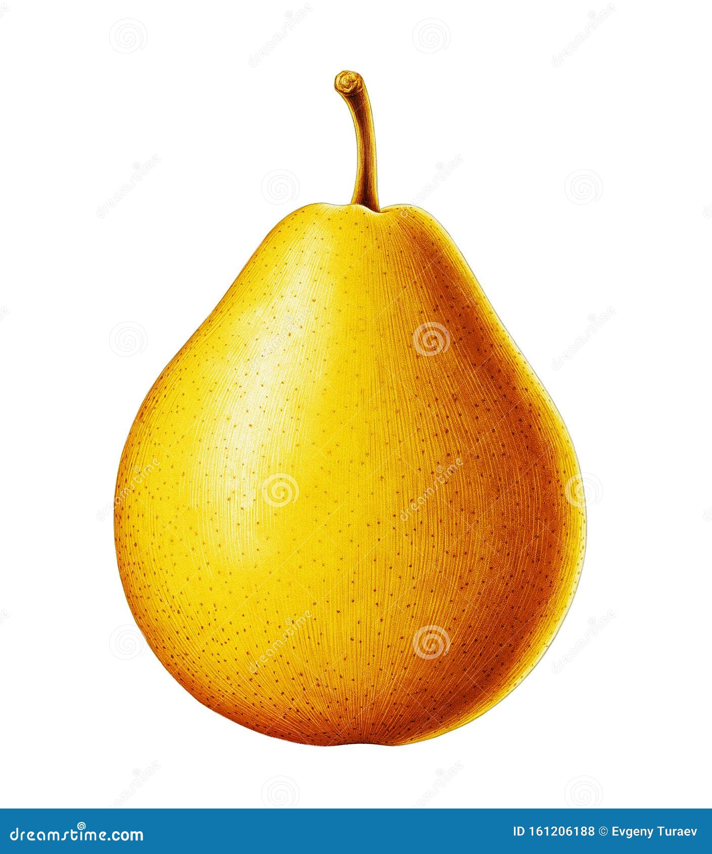 Highly Detailed High Quality Realistic Pear Illustration Stock ...