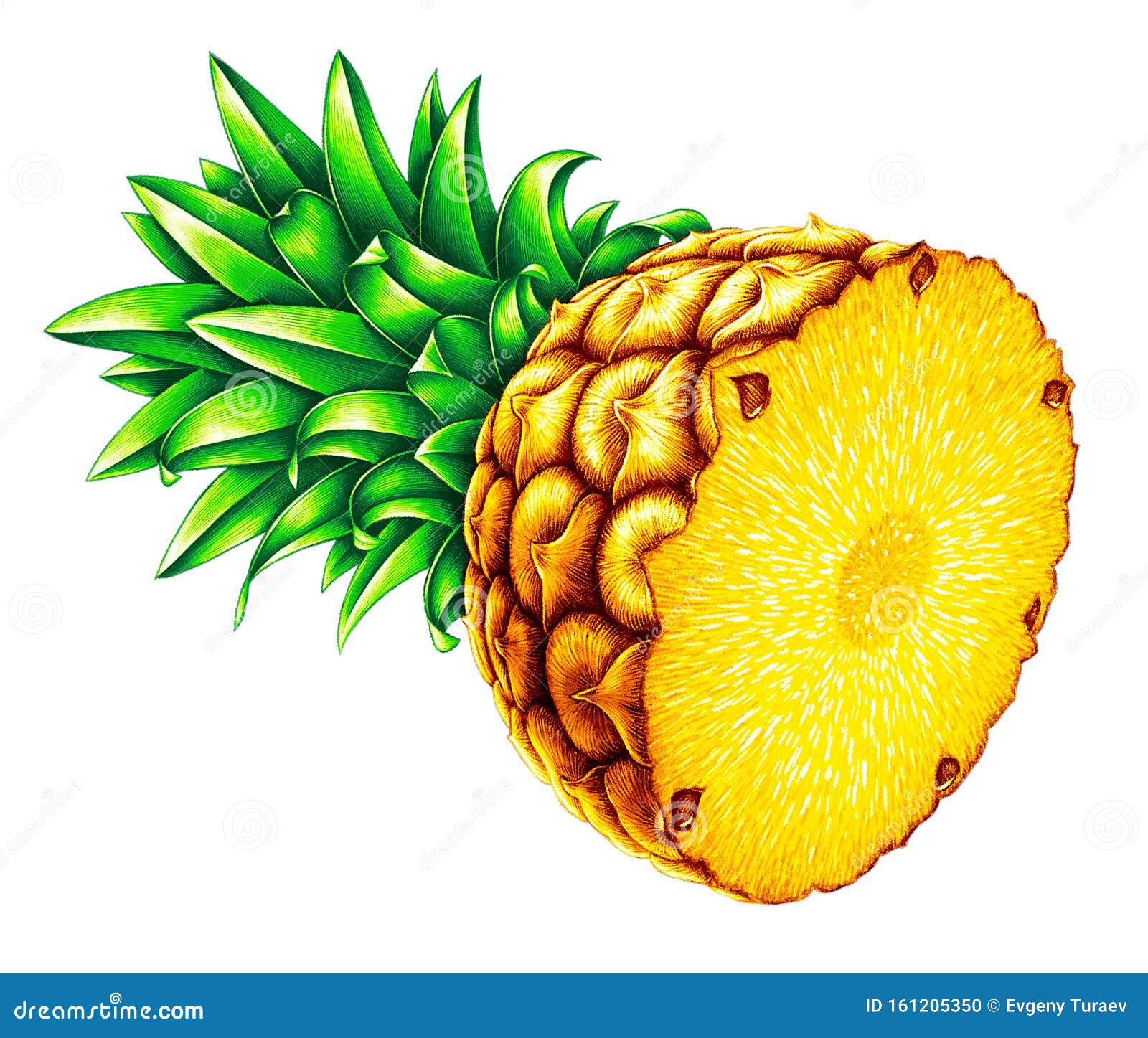 Highly Detailed High Quality Realistic Pineapple Illustration Stock ...
