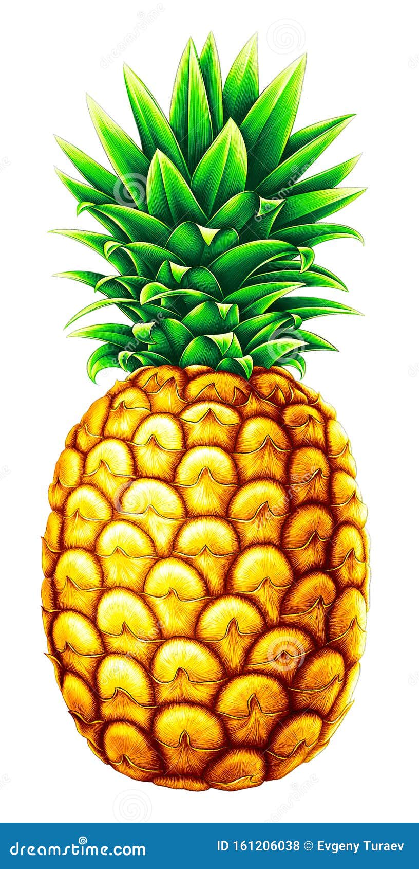 Highly Detailed High Quality Realistic Pineapple Illustration Stock ...