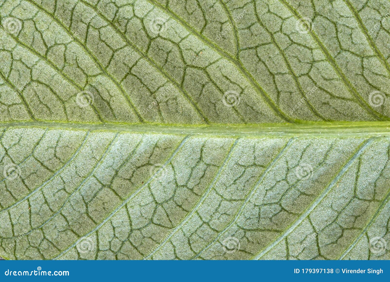 Highly Detailed Image of Green Leaf Stock Photo - Image of ornate ...