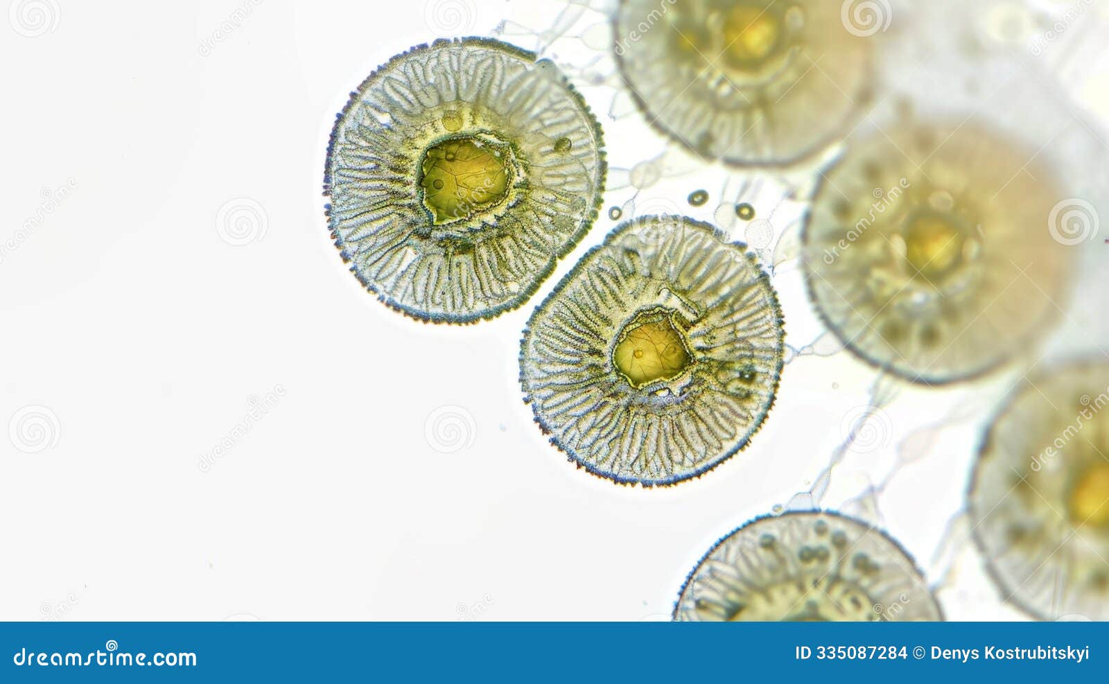 Microscopic View of Ignicoccus - Isolated on White Background Stock ...