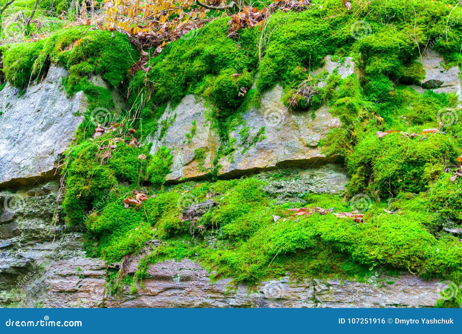 Highly Detailed Mossy Rock Texture for Background Stock Photo - Image ...