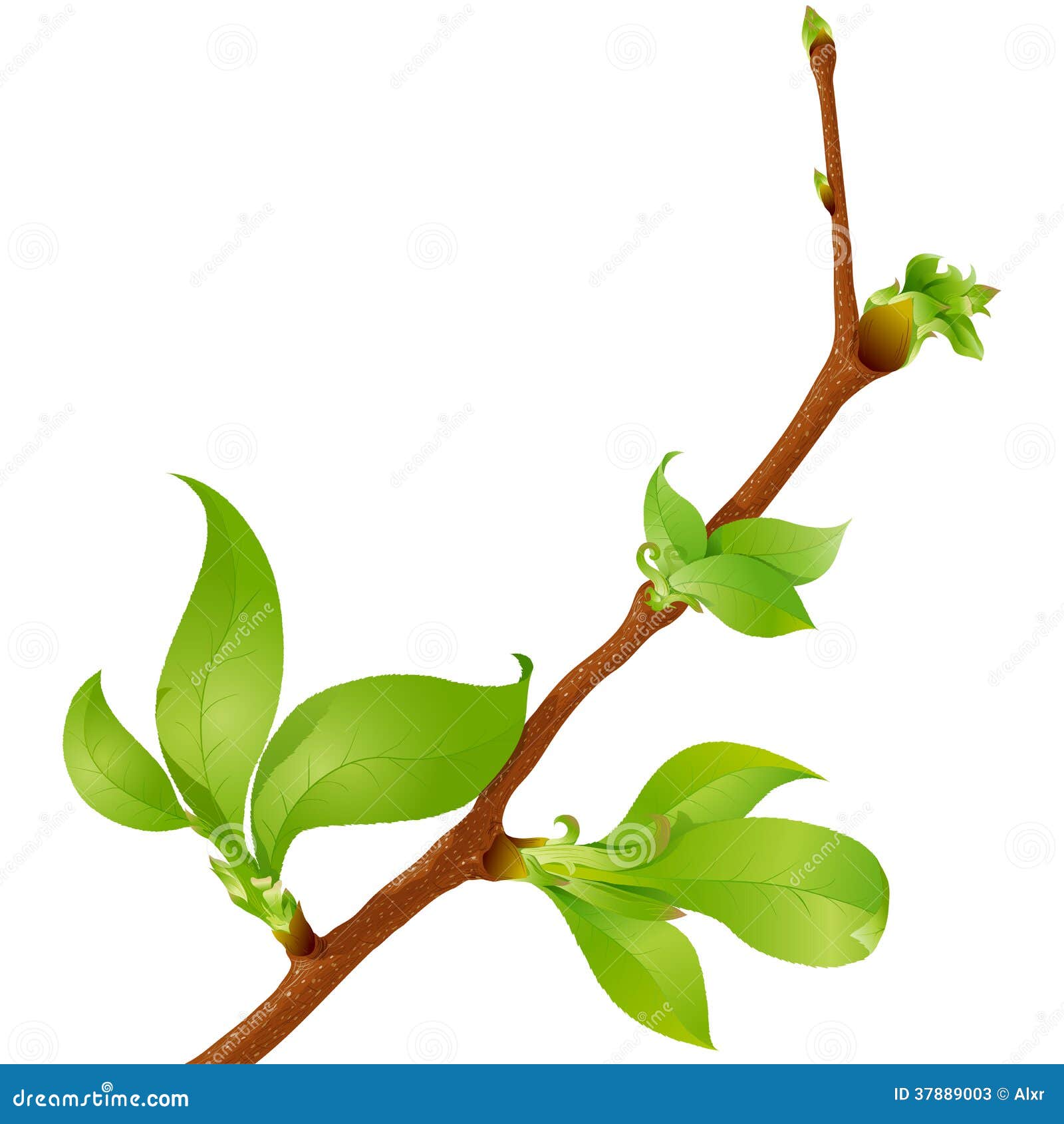 Highly Detailed Spring Branch Stock Vector - Illustration of continued ...