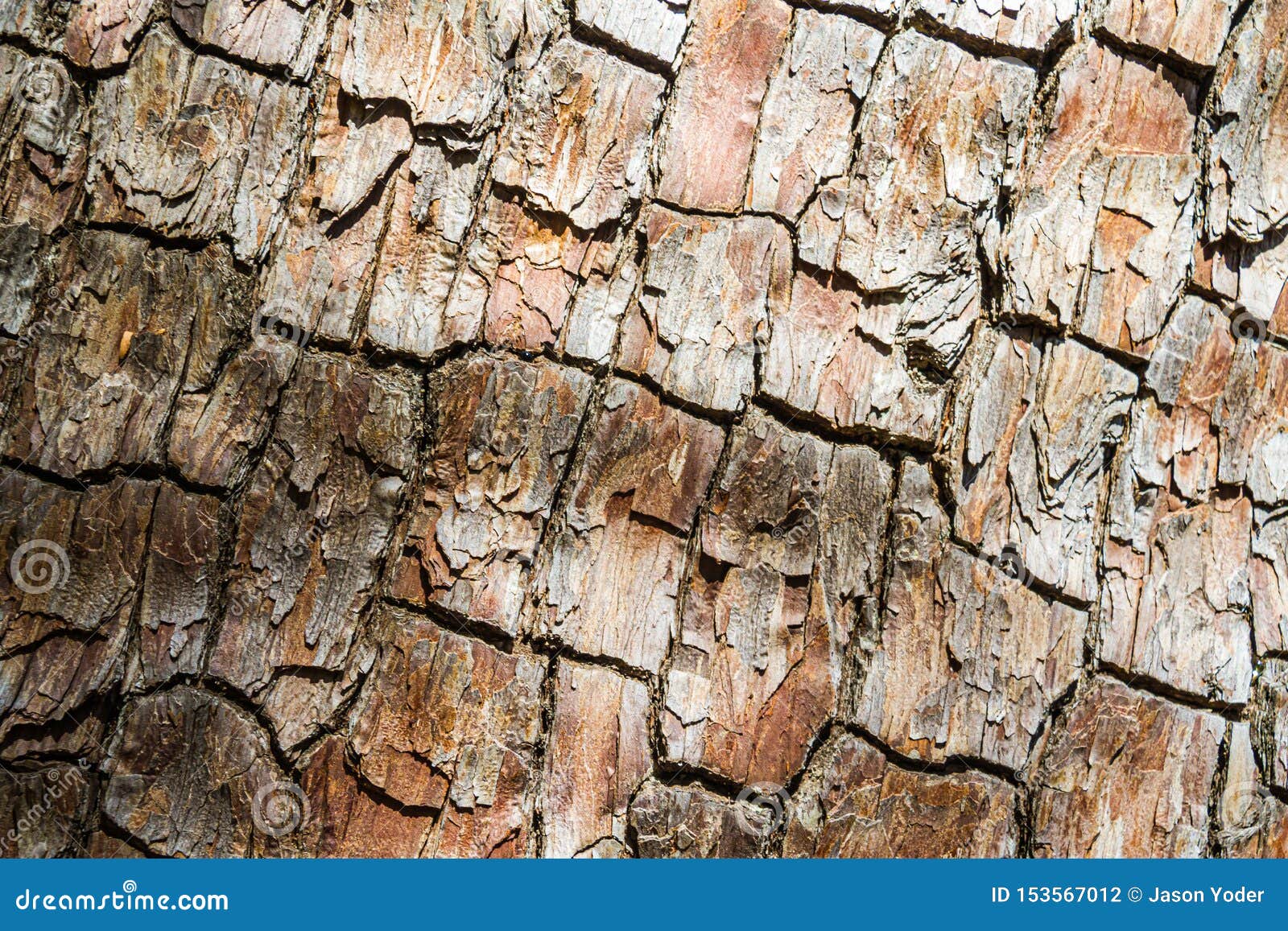 Highly detailed tree bark stock photo. Image of background - 153567012