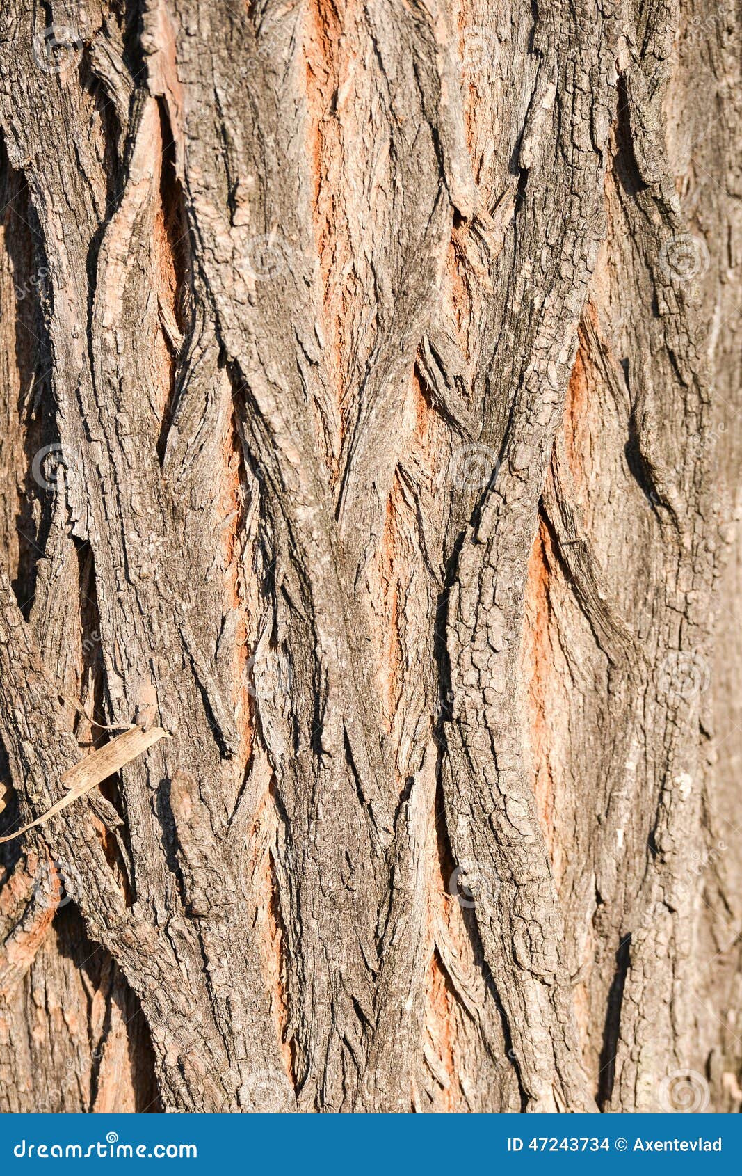 Highly Detailed Tree Bark Texture, Background Stock Photo - Image of ...