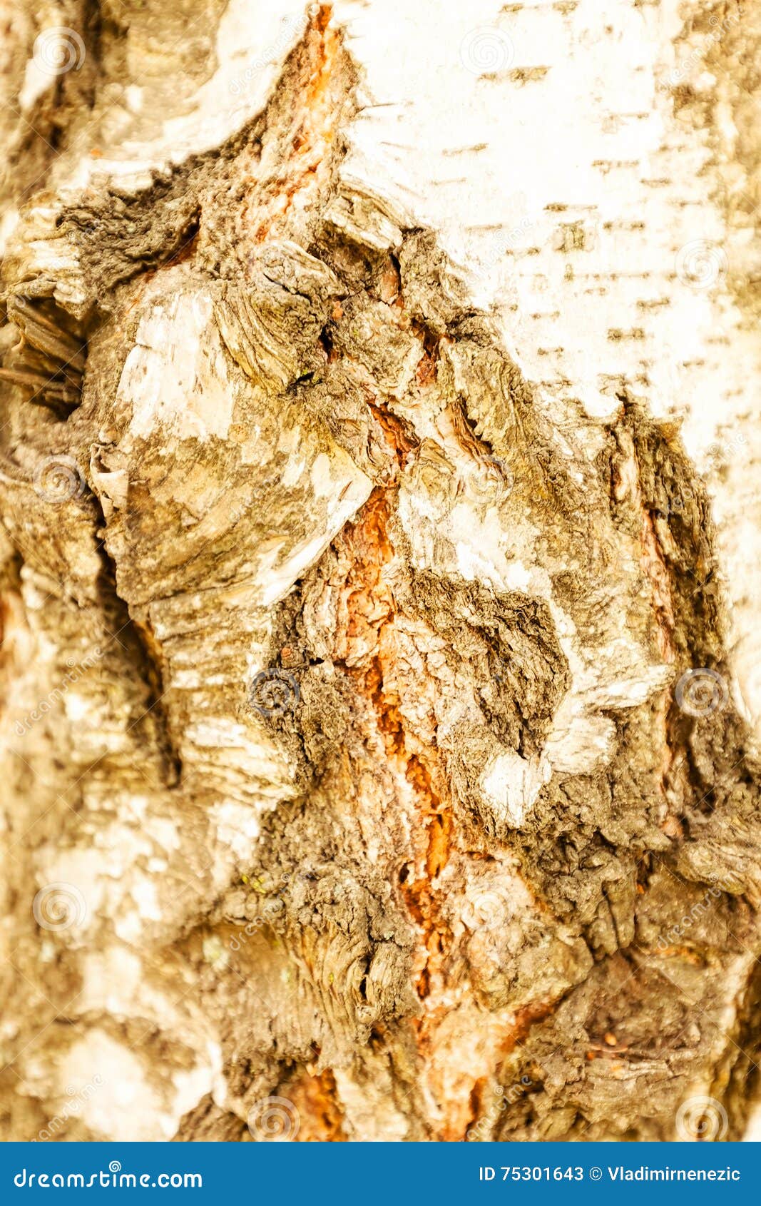 Highly Detailed Tree Bark Texture Stock Image - Image of season, bark ...