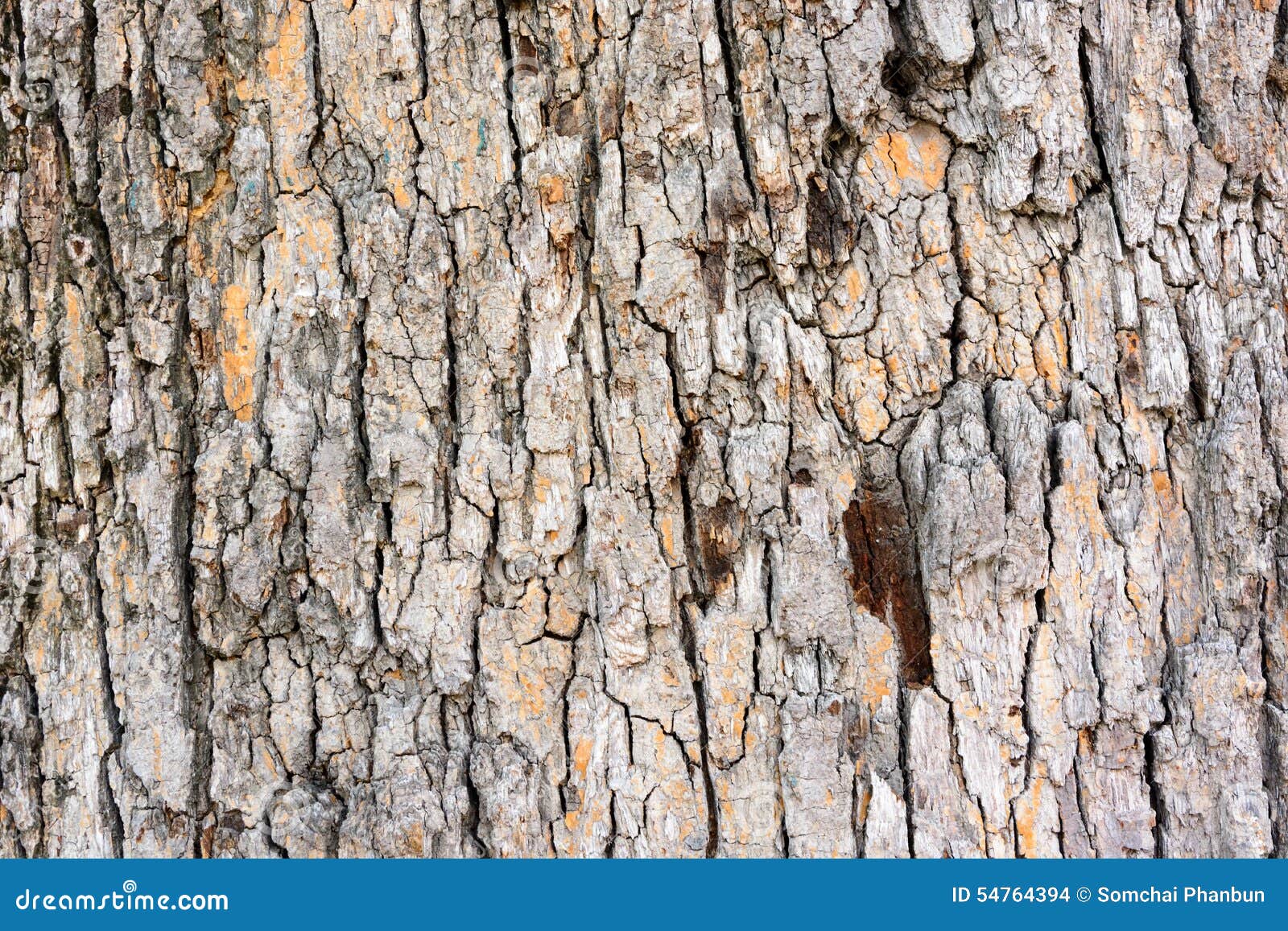 Highly Detailed Tree Bark Texture Stock Photo | CartoonDealer.com #54764394