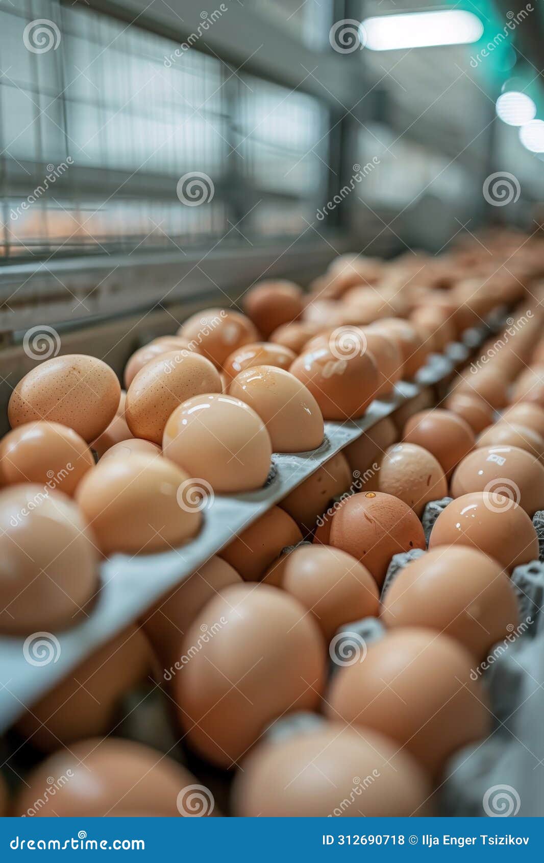 Highly Efficient Egg Sorting Machine in Operation at a Commercial Egg ...