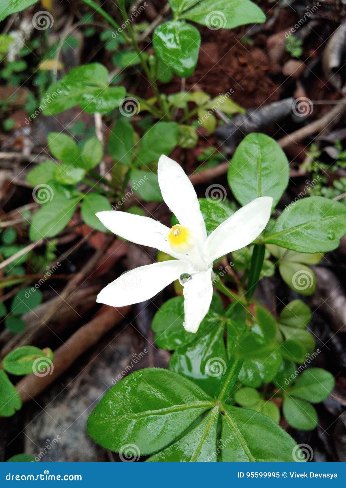 Highly Focused Flower Photos - Free & Royalty-Free Stock Photos from ...