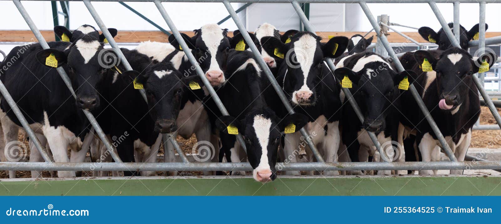 Highly Productive Dairy Young Cows on a Modern Farm Stand in a Row ...