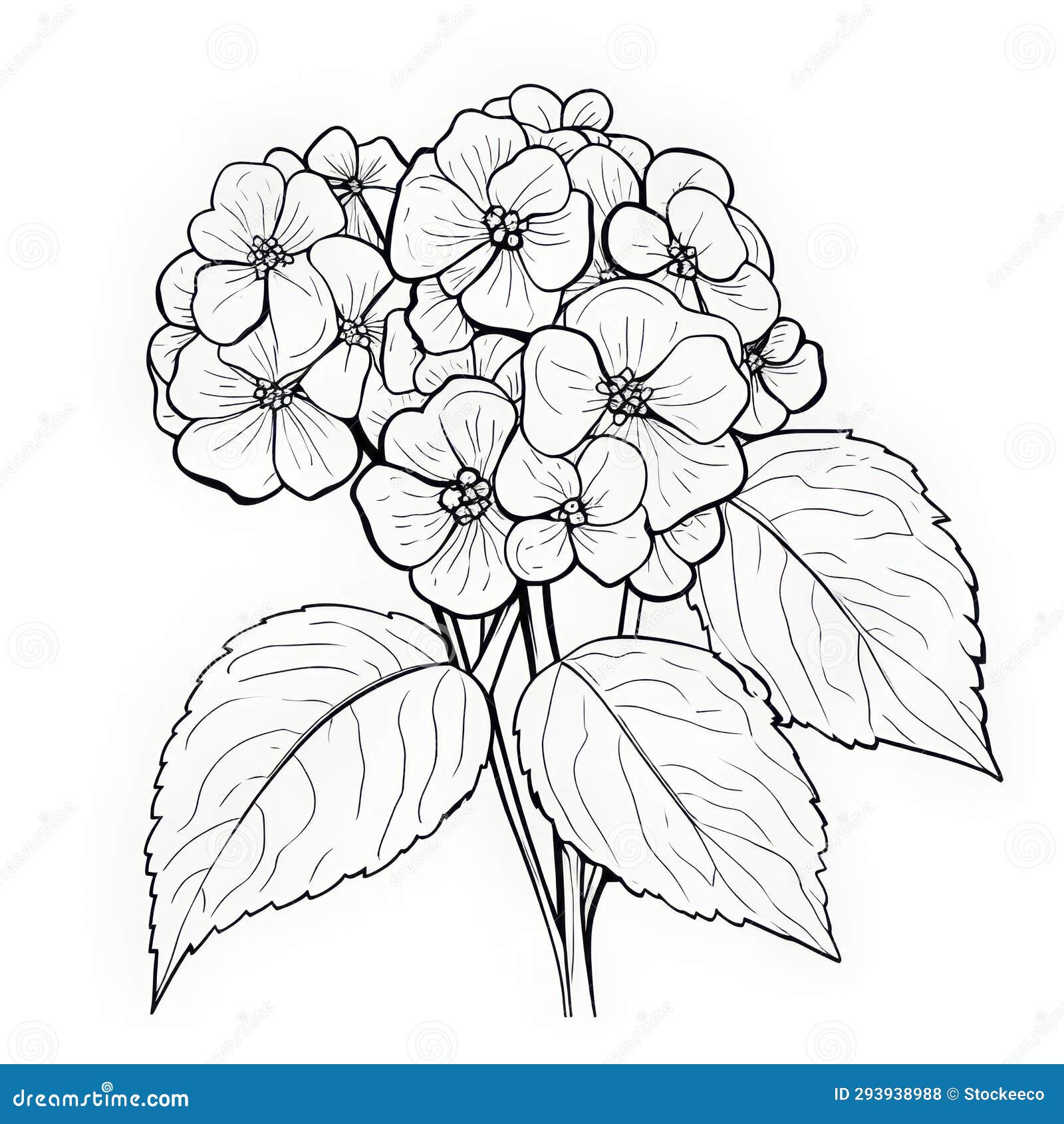 Monochrome Hydrangea Flower Line Drawing Coloring Pages Stock ...