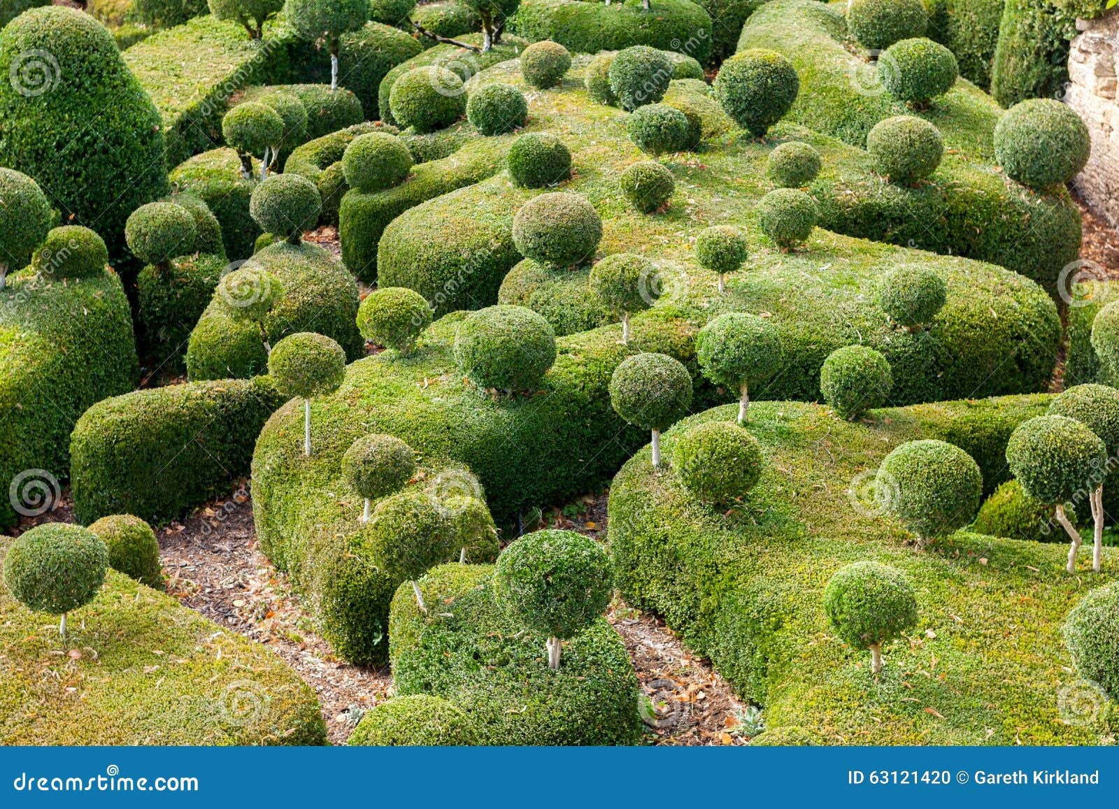 Highly Shaped Ornate Box Hedges Stock Photo - Image of nature, hedge ...