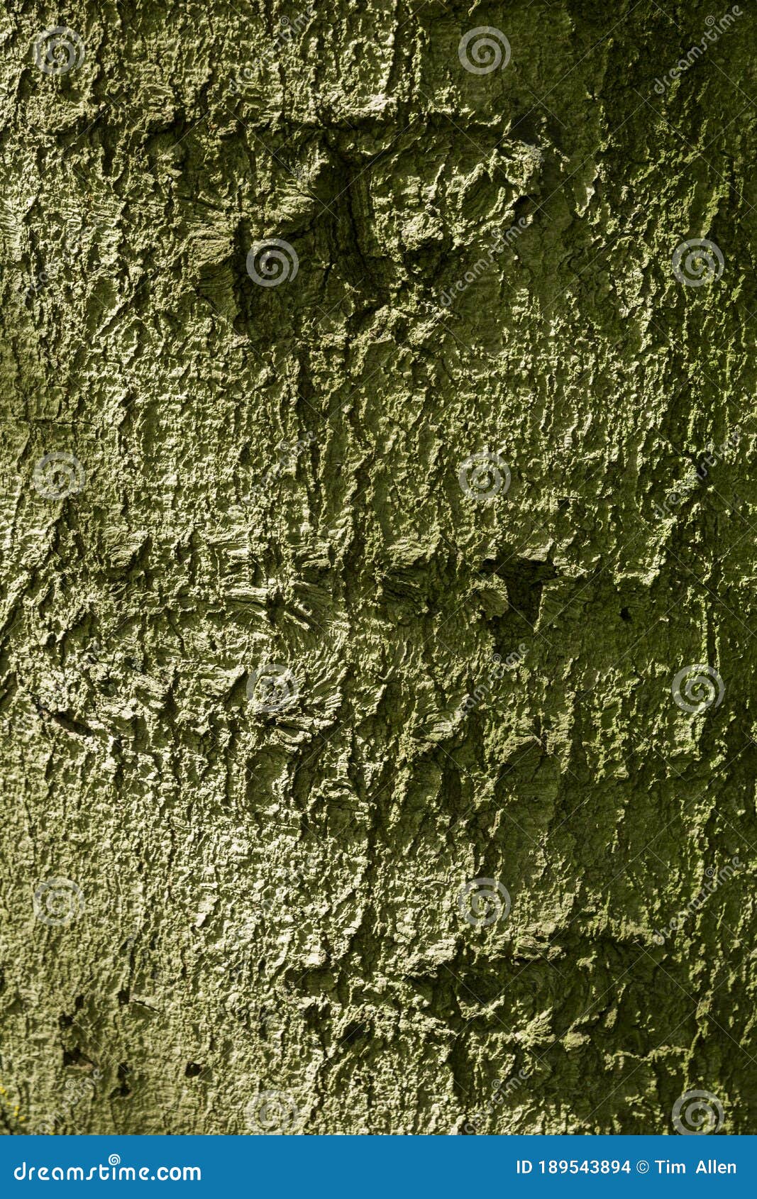 Green Tree Surface Under Direct Sun Light Texture Stock Photo - Image ...