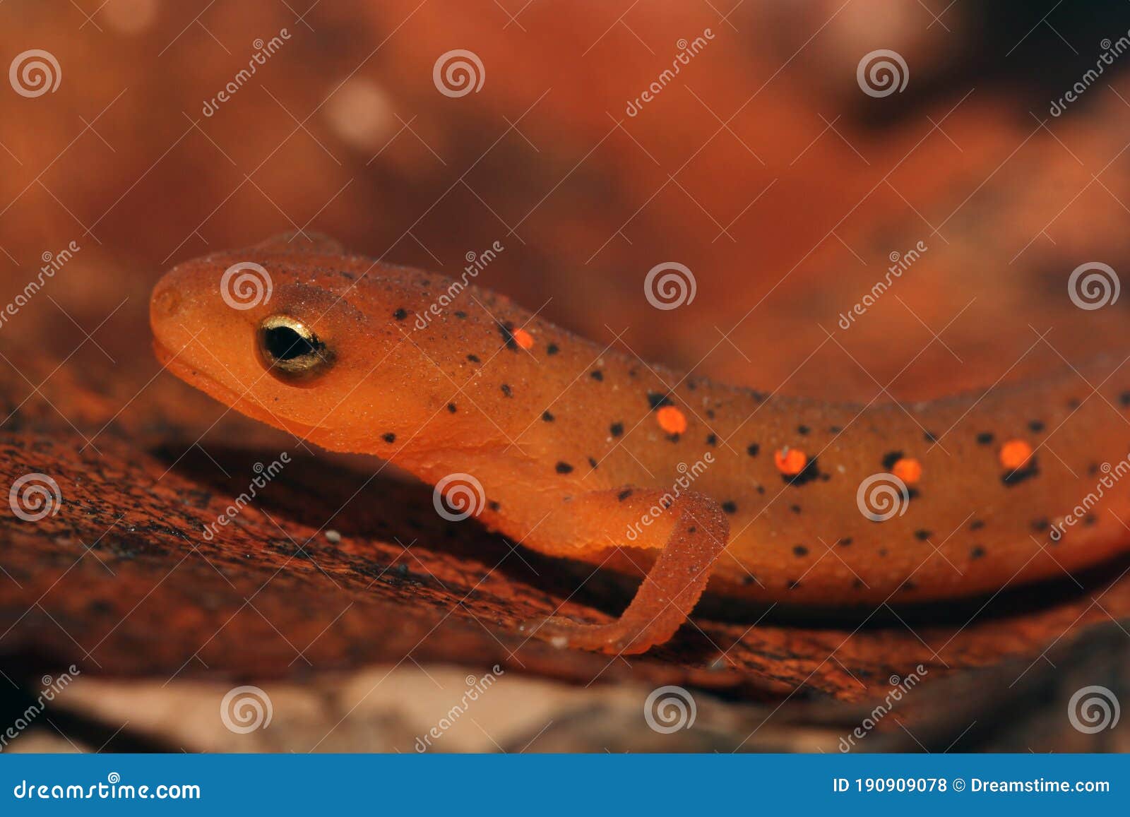Highly Toxic Red Eft on a Leaf. Stock Photo - Image of notophthalmus ...