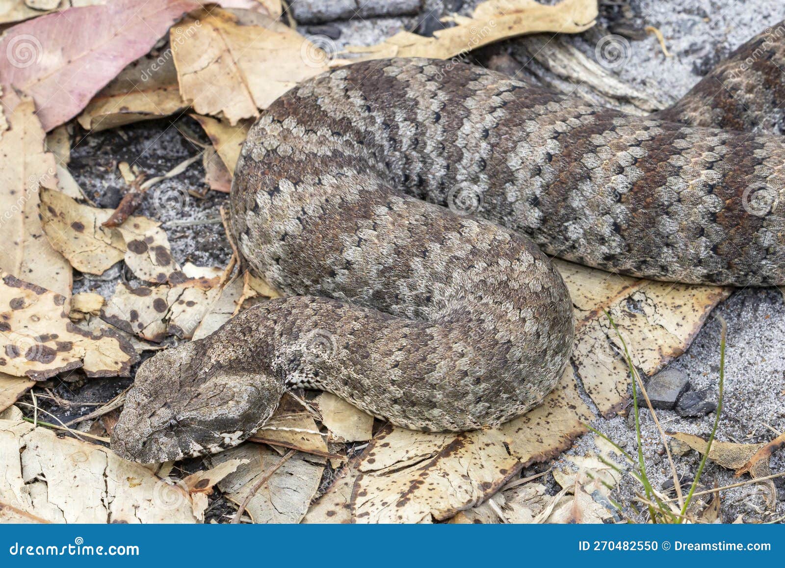 Common Death Adder stock photo. Image of venomous, common - 270482550