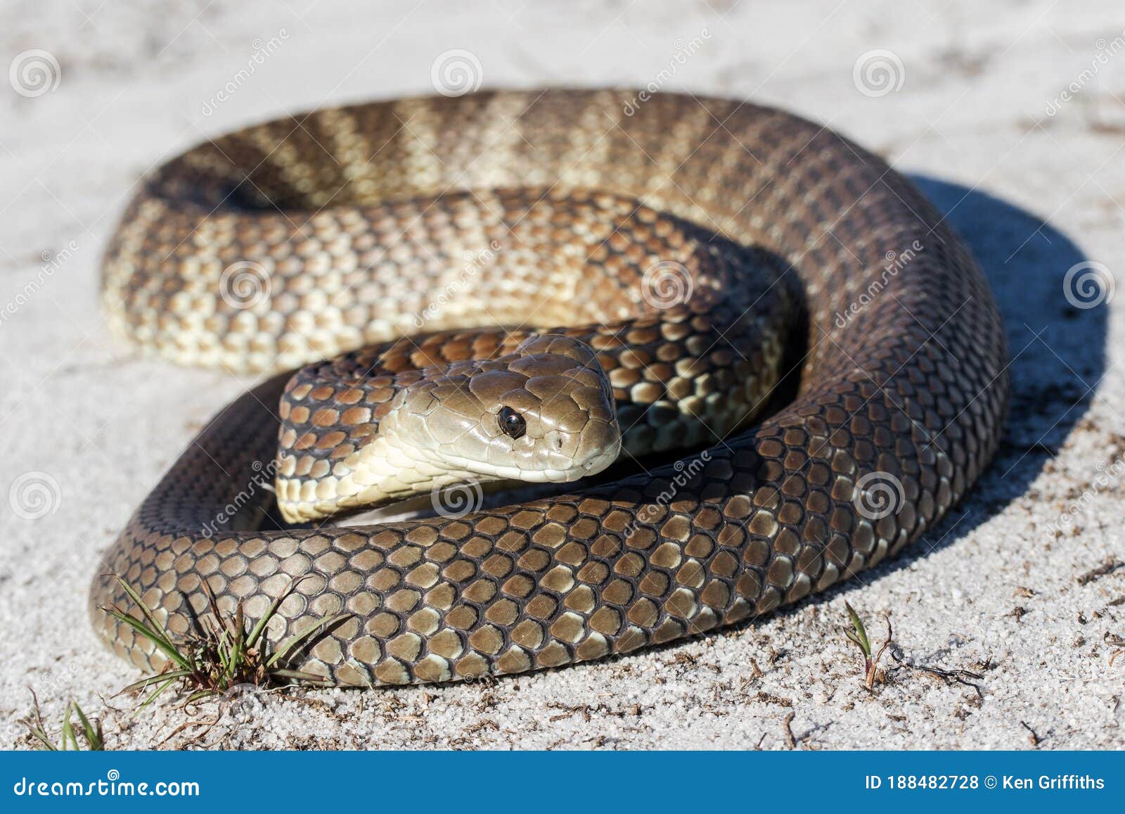 Eastern Tiger Snake stock photo. Image of tiger, venomous - 188482728
