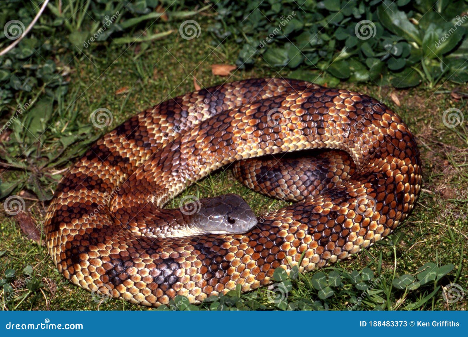 Eastern Tiger Snake Royalty-Free Stock Photo | CartoonDealer.com #188483373