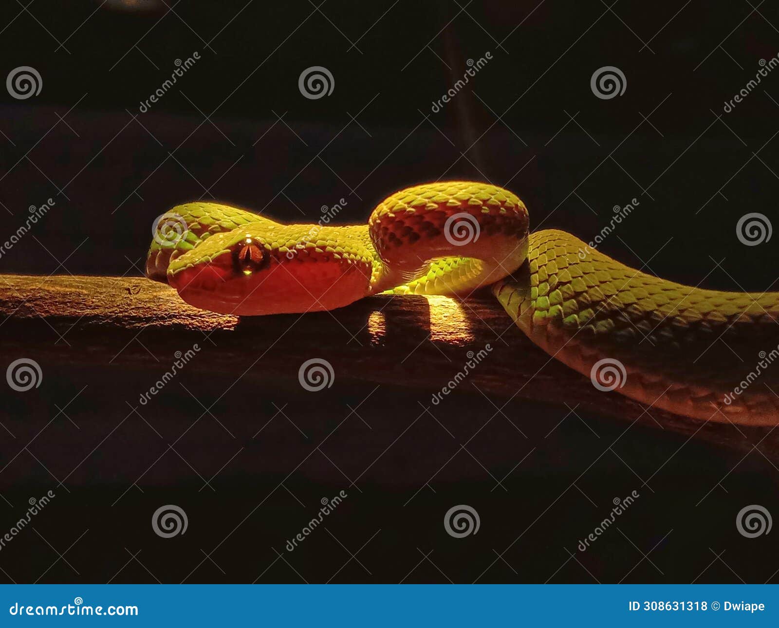 Highly Venomous Green Viper Snake Stock Photo - Image of viper, highly ...