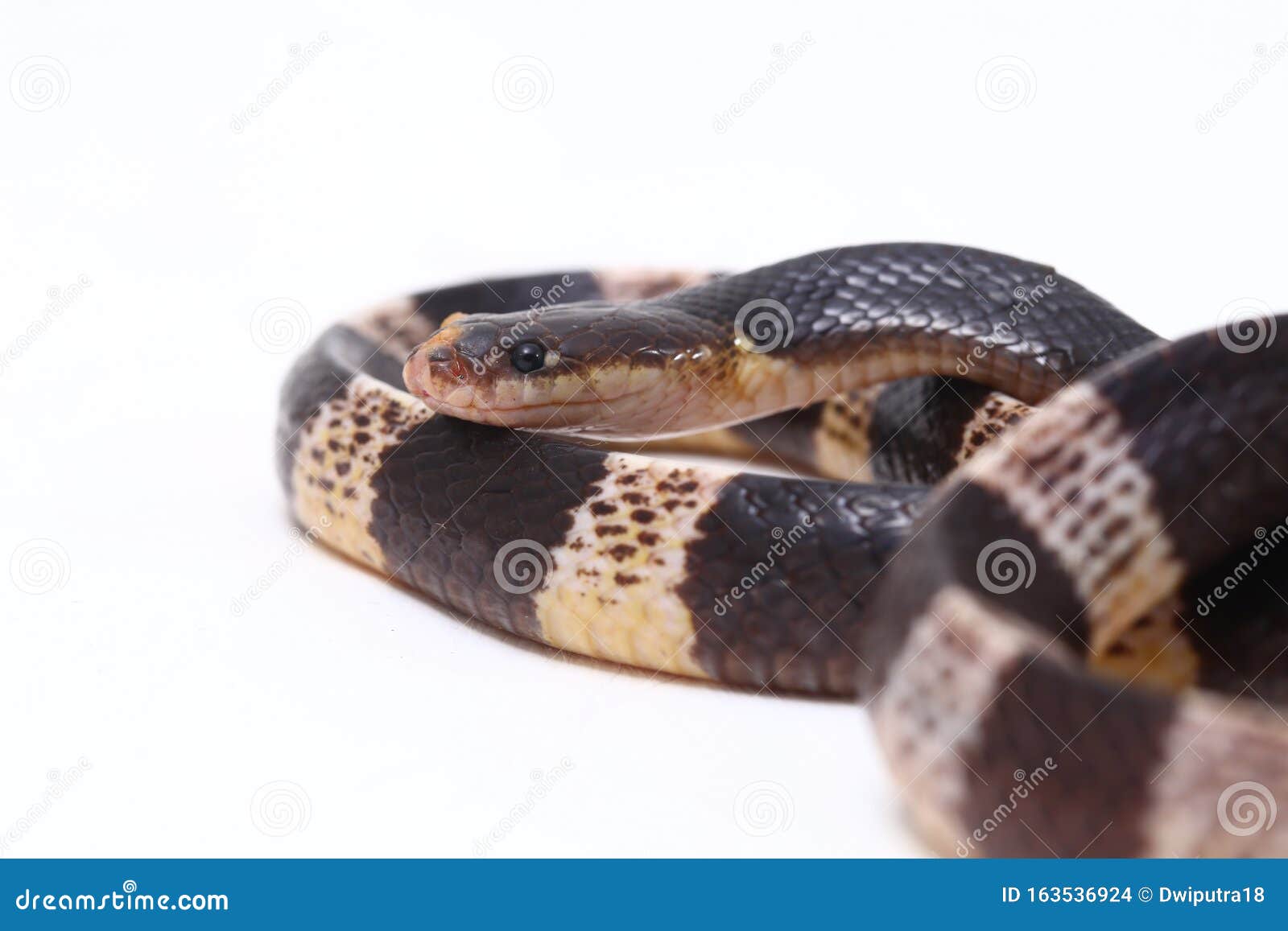 Highly Venomous, Malayan Krait or Blue Krait Bungarus Candidus Stock ...